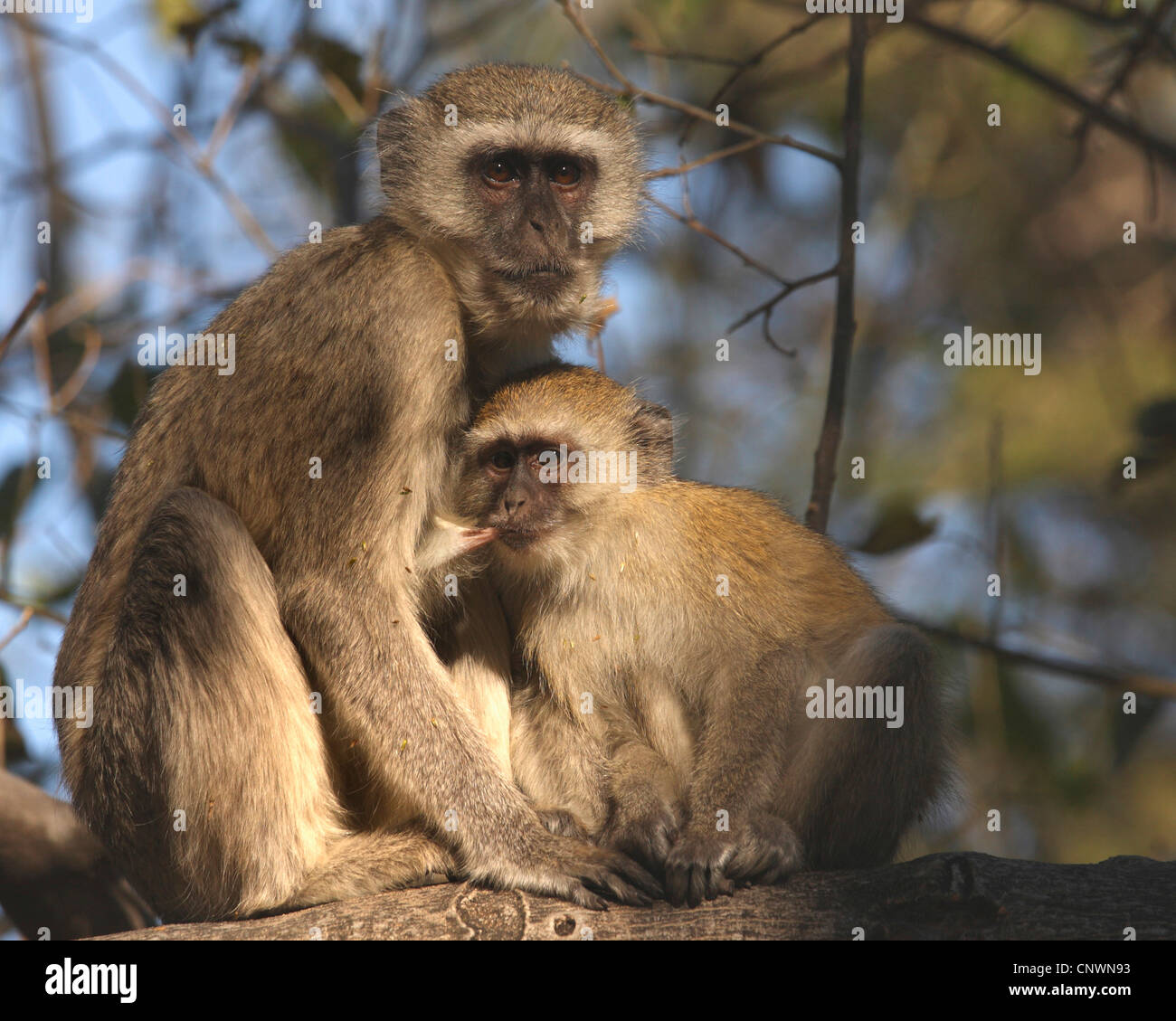 grivet monkey, savanna monkey, green monkey, Vervet monkey ...
