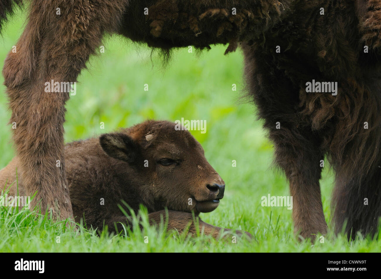 European bison, wisent (Bison bonasus caucasicus), view through the ...