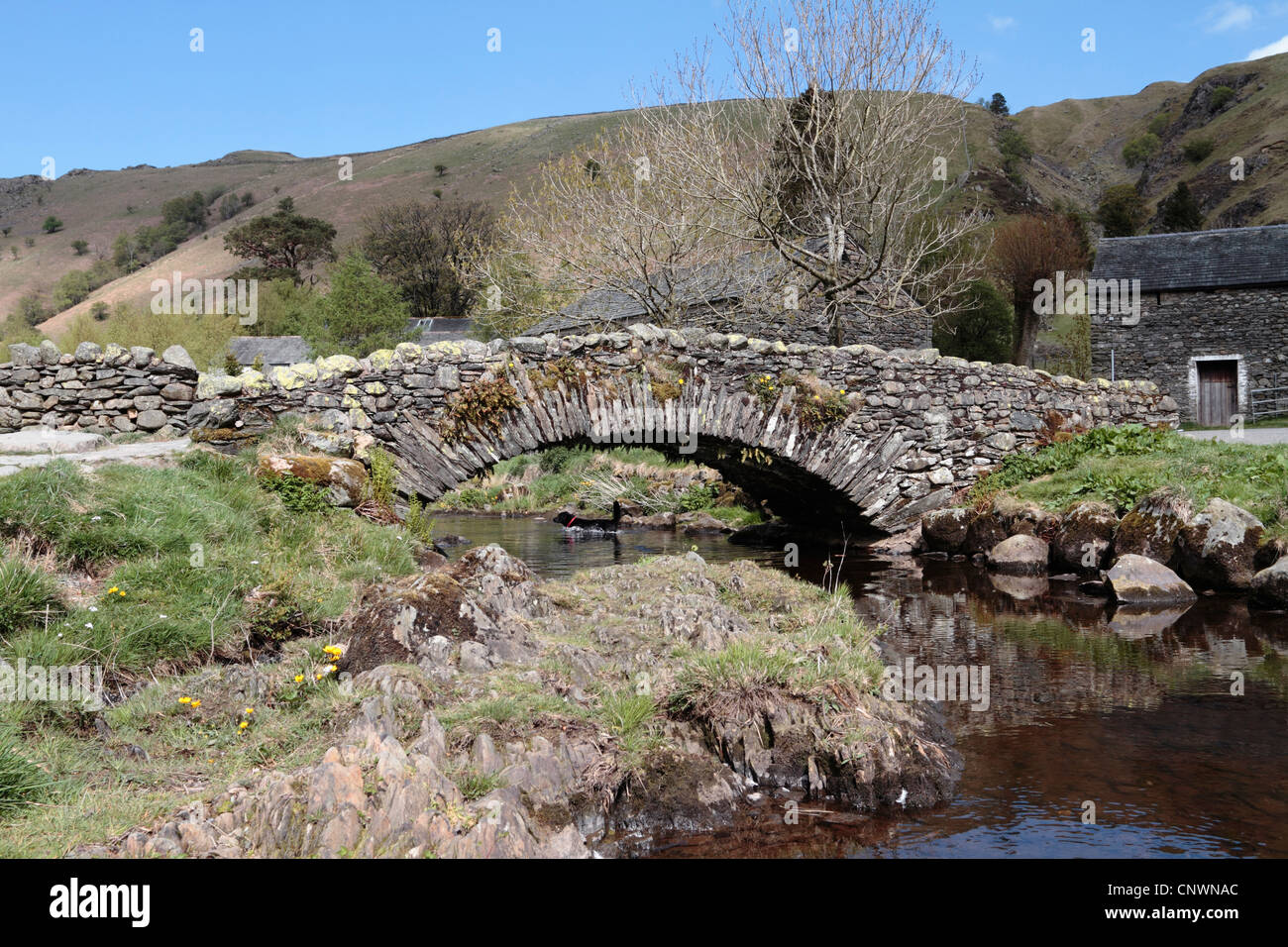 Watendlath pack horse bridge near Watendlath hamlet. A dog splashes in ...