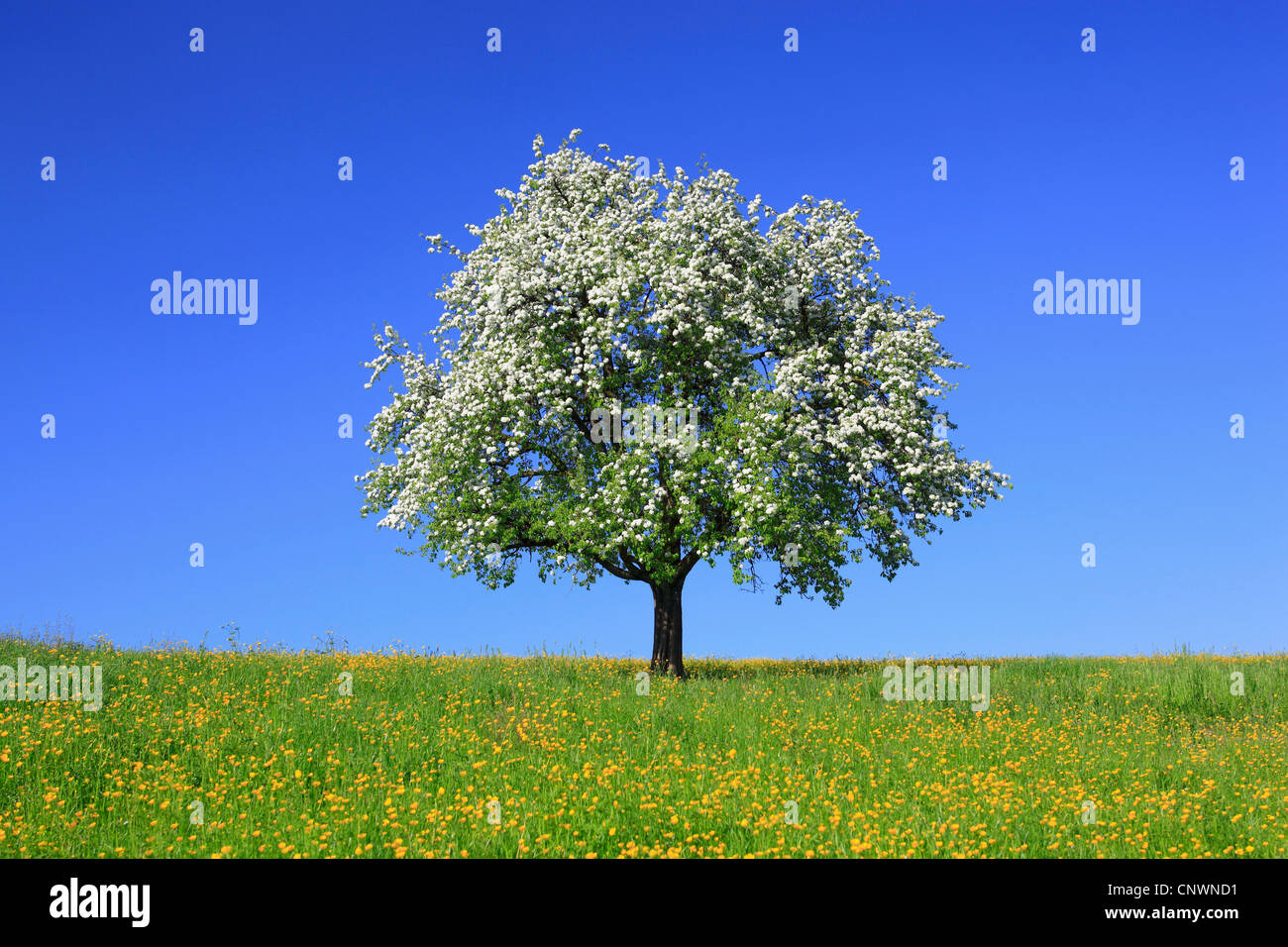 apple tree (Malus domestica), single blooming tree in a meadow with ...