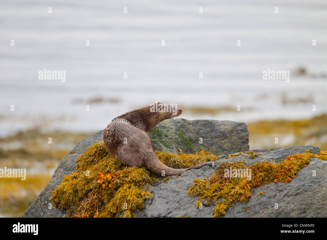 European Otter marking territory on Loch Spelve Isle of Mull Stock ...