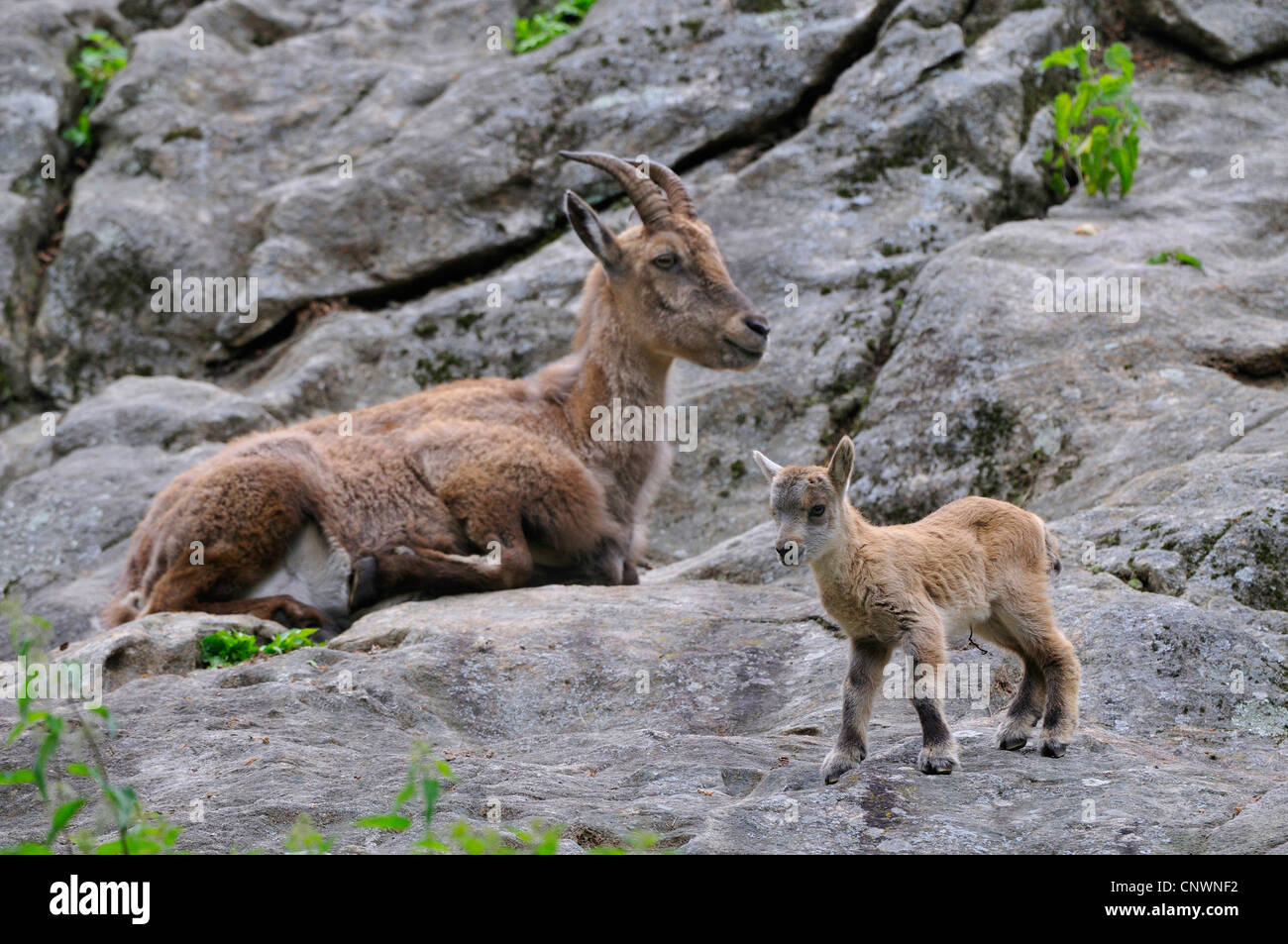 Alpine Ibex Baby
