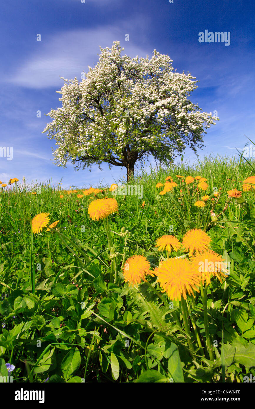 Meadow with dandelions and single trees hi-res stock photography and ...