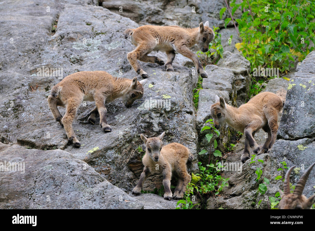 alpine ibex (Capra ibex), four juveniles climbing over rocks, Alps ...