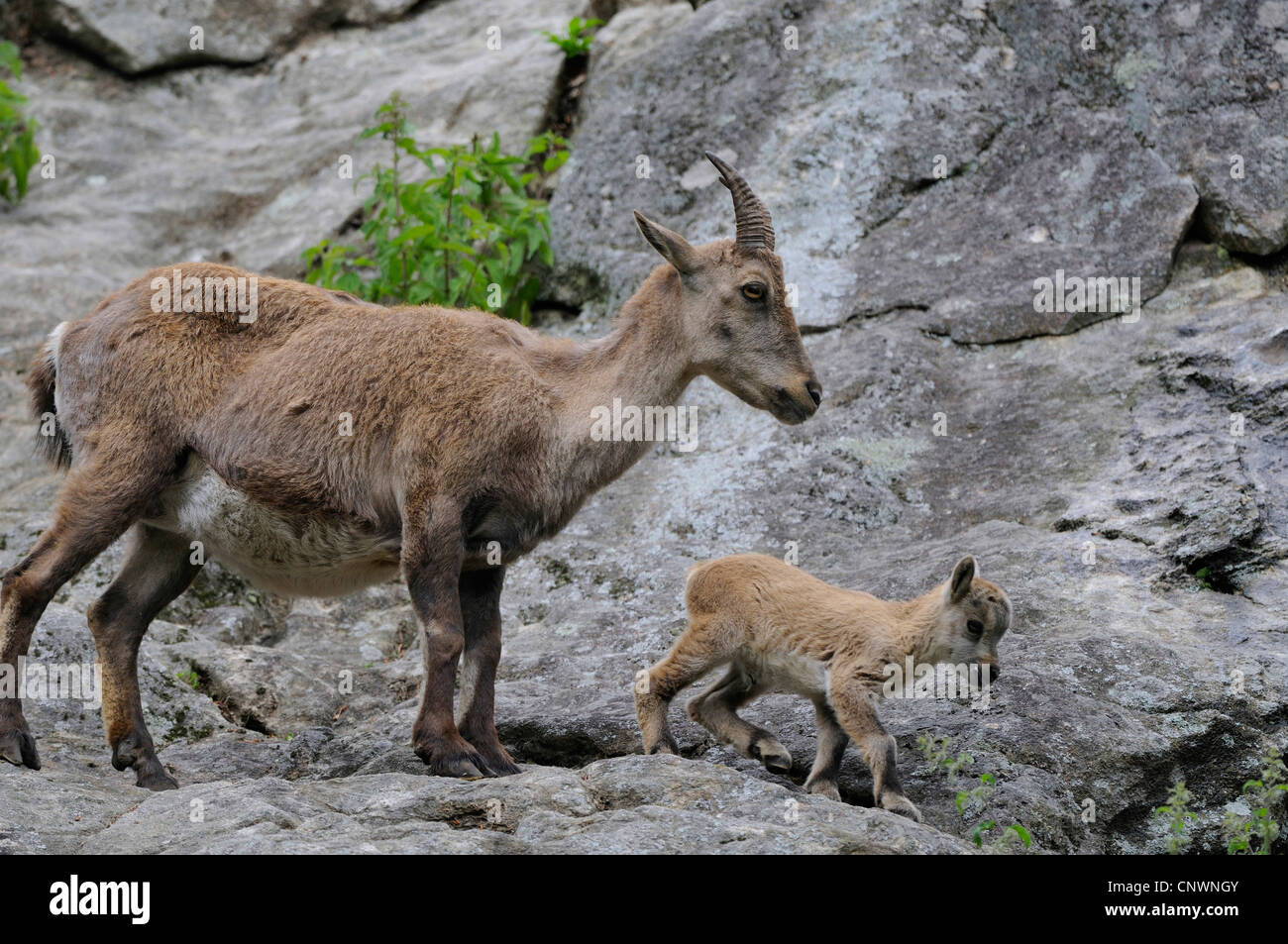 Child with alpine ibex hi-res stock photography and images - Alamy