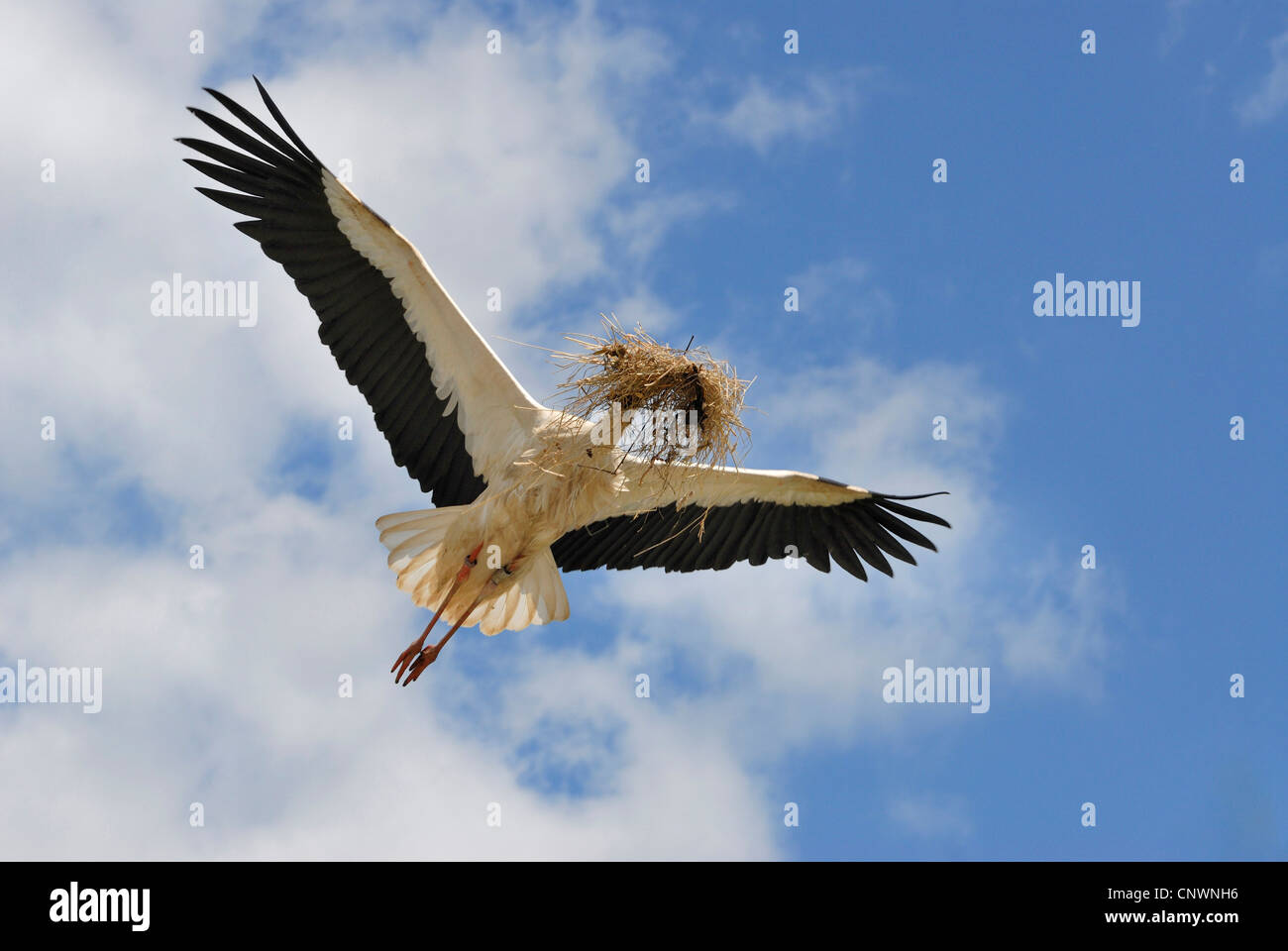 Stork flying silhouette hi-res stock photography and images - Alamy
