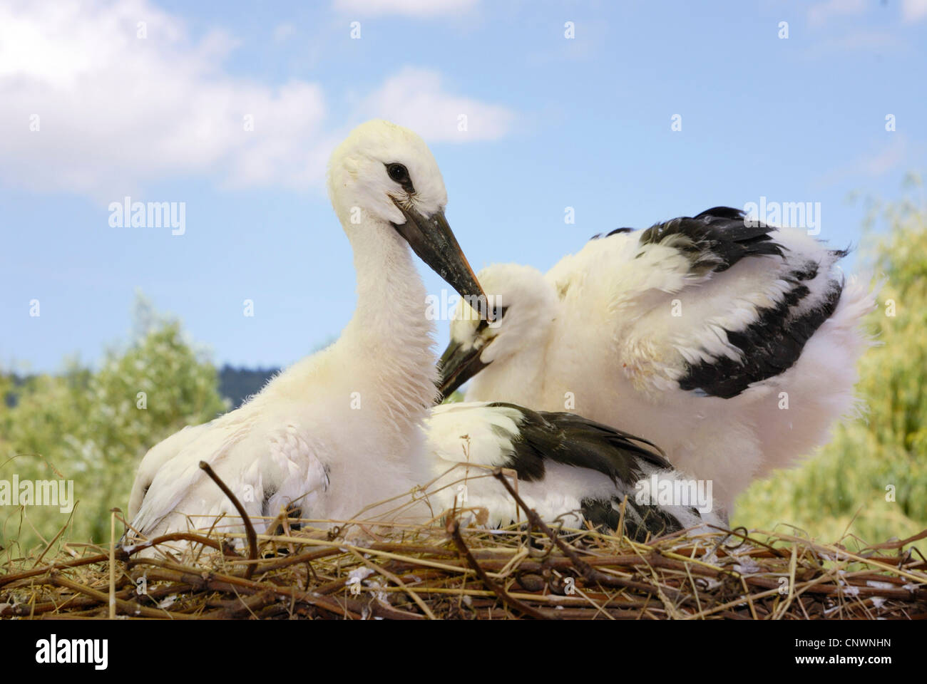 white stork (Ciconia ciconia), two juveniles in the nest, Germany Stock ...