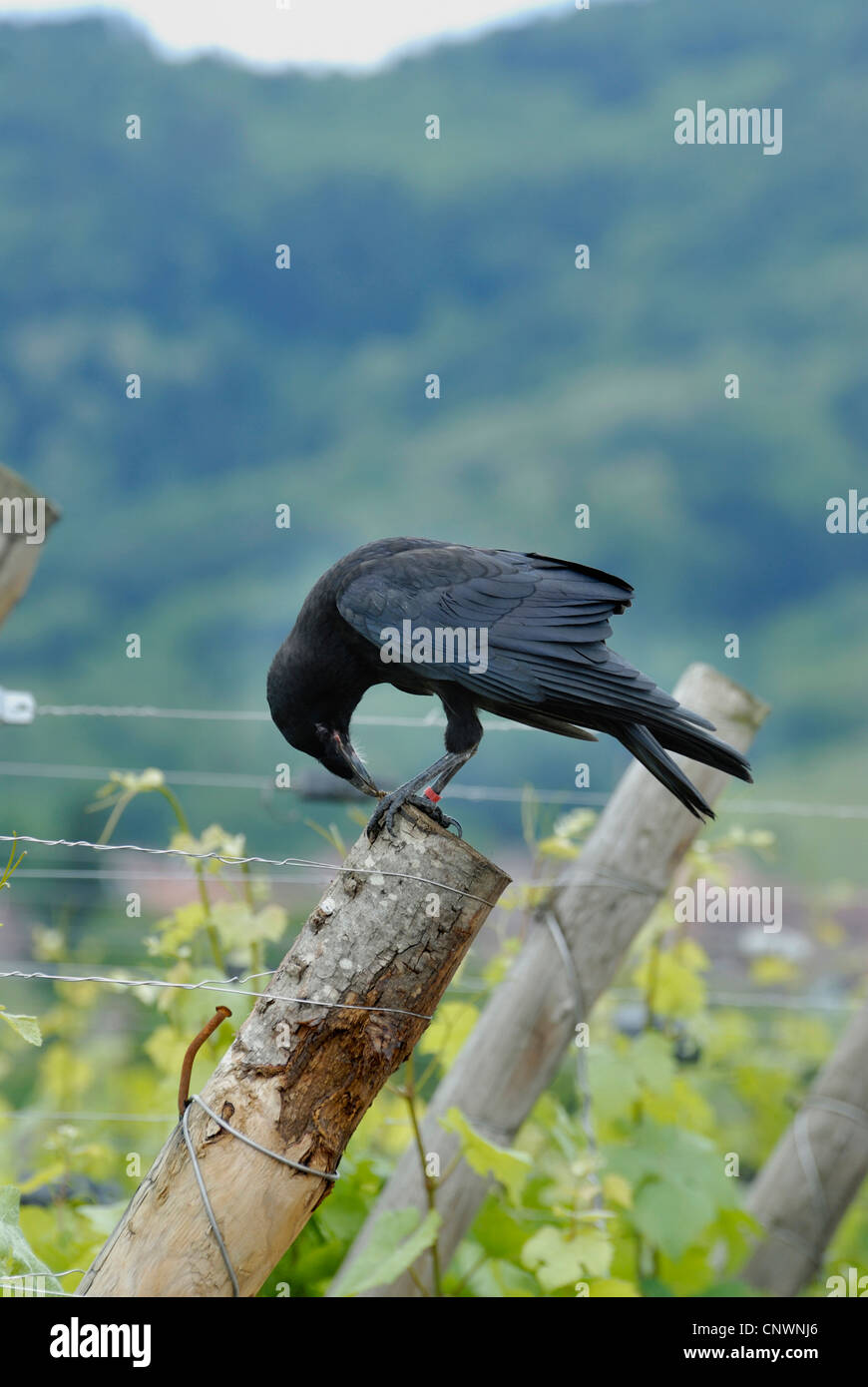 Pecking at a wooden post in a vineyard hi-res stock photography and ...