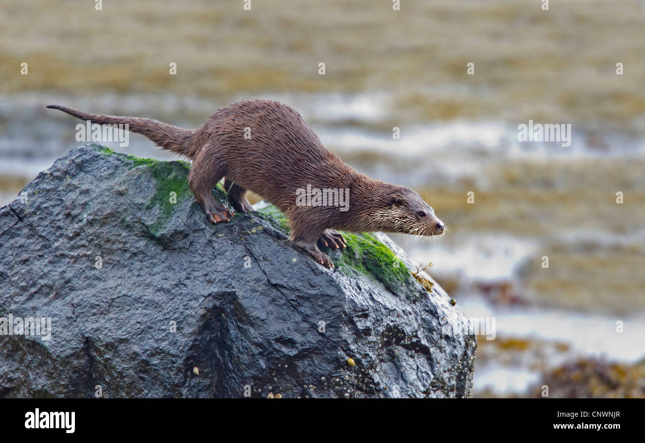 European Otter loch Spelve Isle of Mull marking territory Stock Photo ...