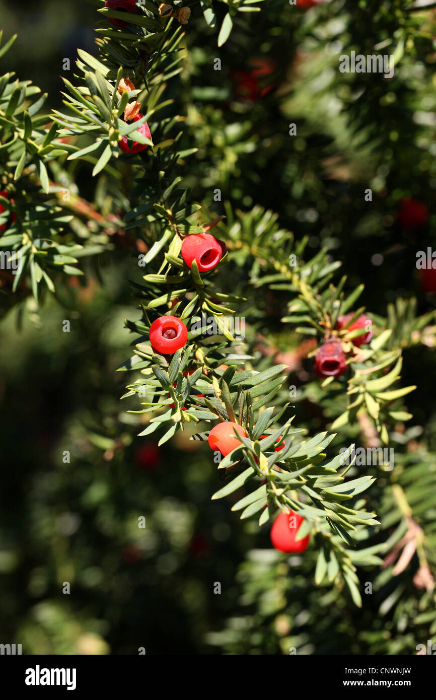 Yew hi-res stock photography and images - Alamy
