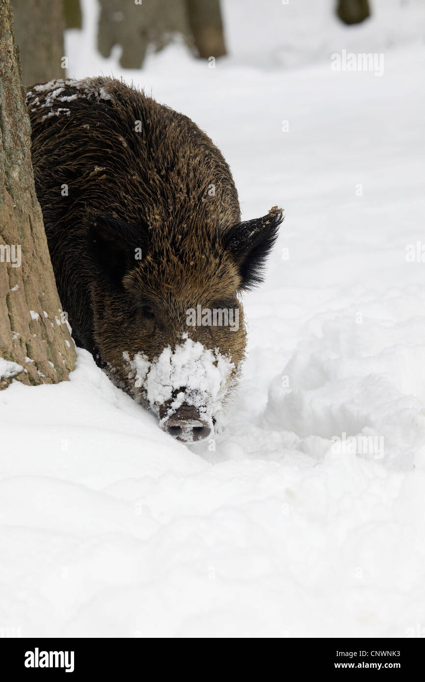 wild boar, pig, wild boar (Sus scrofa), with snowcovered with mouth at ...