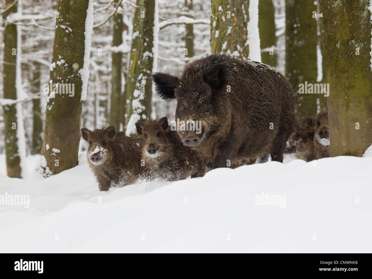 wild boar, pig, wild boar (Sus scrofa), wild boars with , Germany ...