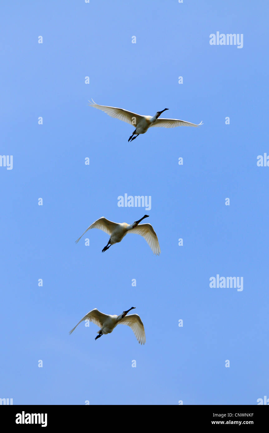 white spoonbill (Platalea leucorodia), three birds flying in formation ...