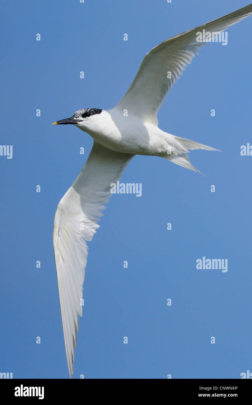 sandwich tern (Sterna sandvicensis, Thalasseus sandvicensis), flying ...