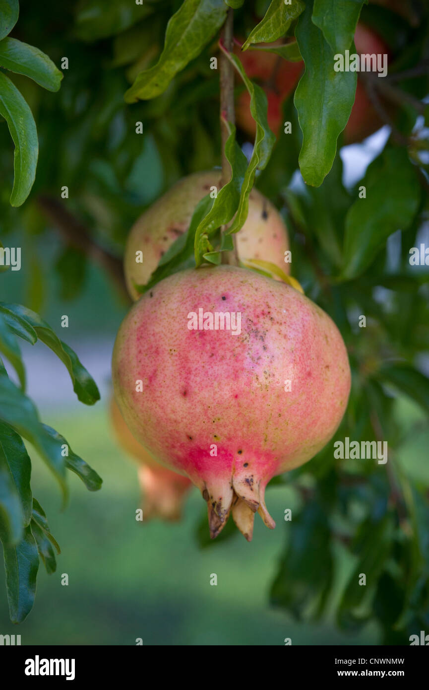 Pomegranate hanging from a tree branch Stock Photo - Alamy