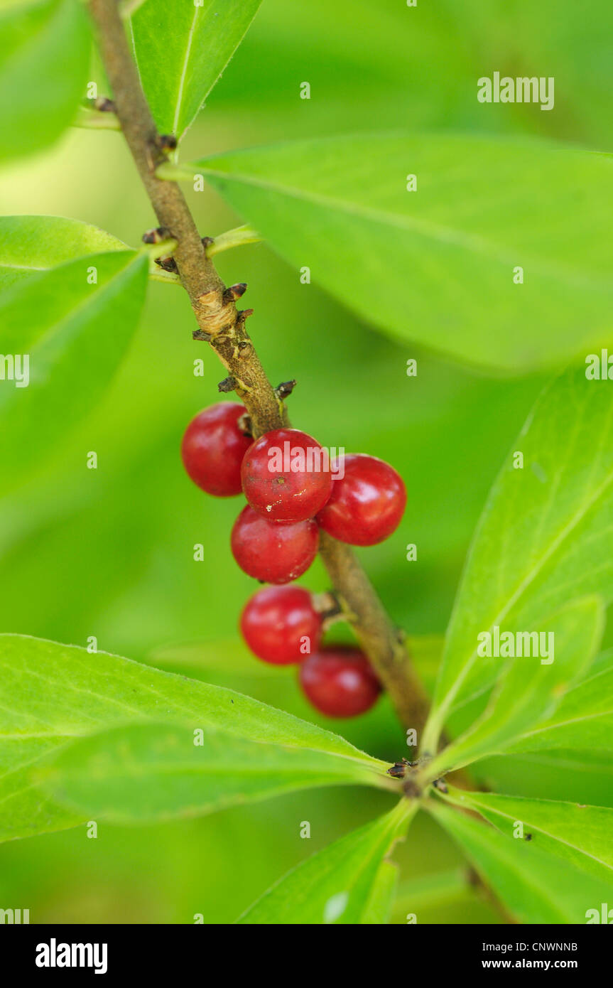 mezereon, February daphne (Daphne mezereum), fruits, Germany Stock ...