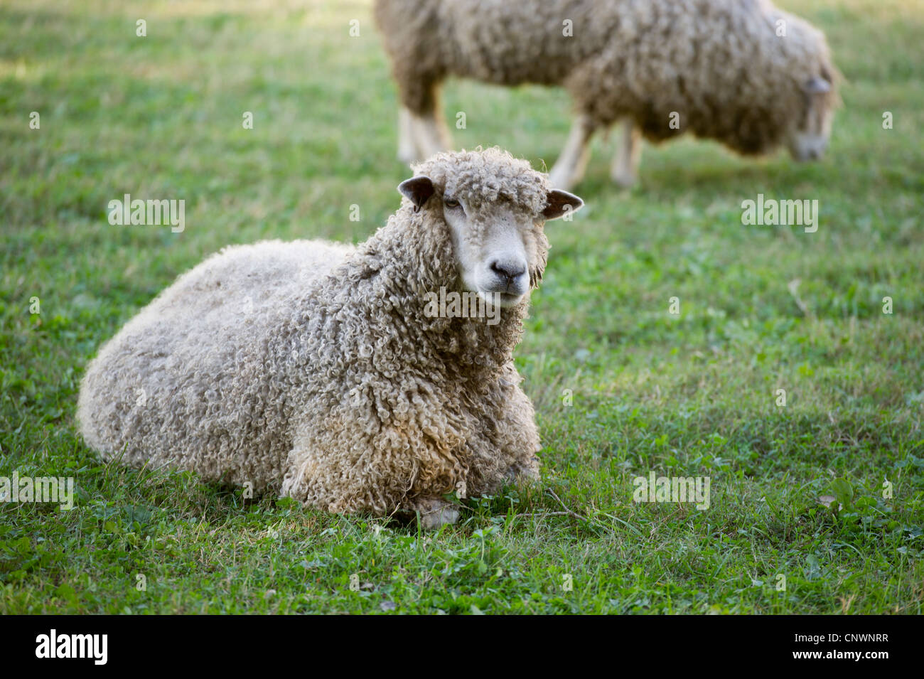 Colonial sheep hi-res stock photography and images - Alamy