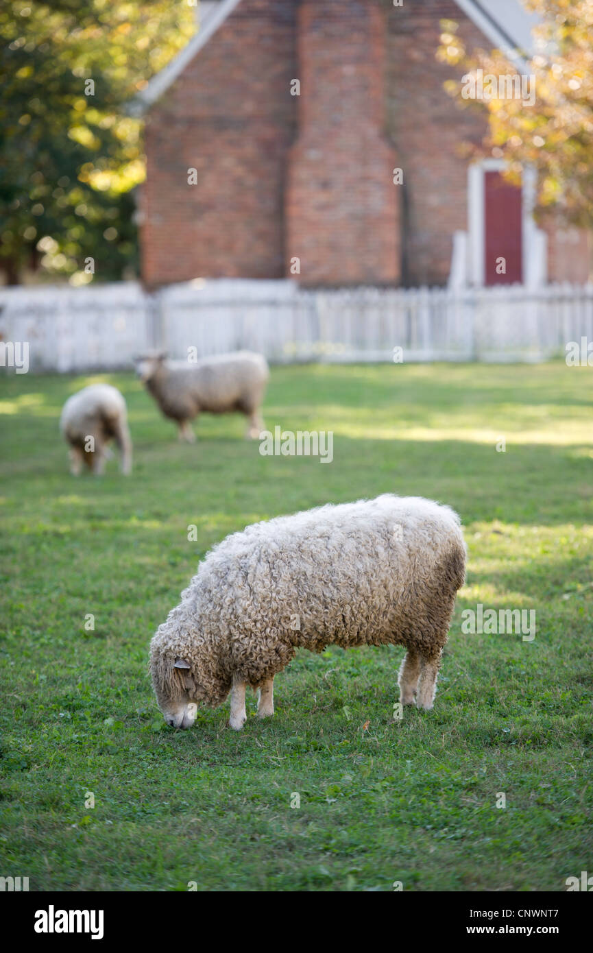 Sheep grazing in pasture of Colonial Williamsburg VA Stock Photo - Alamy