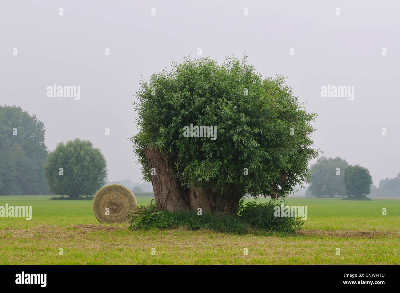 White willow tree salix alba hi-res stock photography and images - Alamy