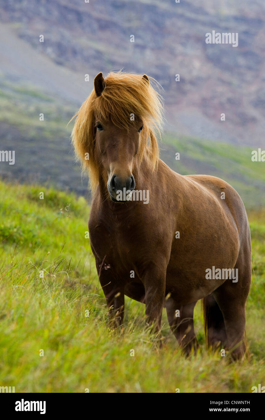 Islandic horse, Iceland pony (Equus przewalskii f. caballus), standing ...