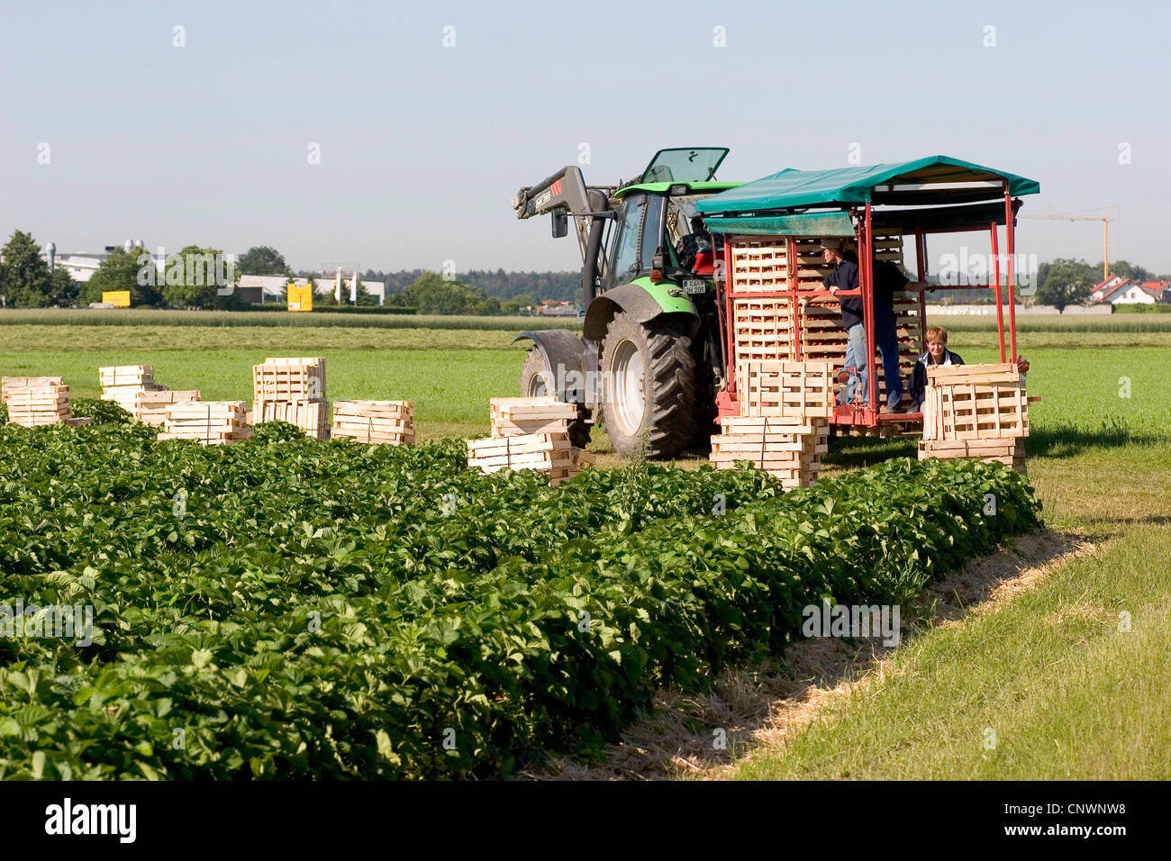 Strawberry harvesting machine hi-res stock photography and images - Alamy
