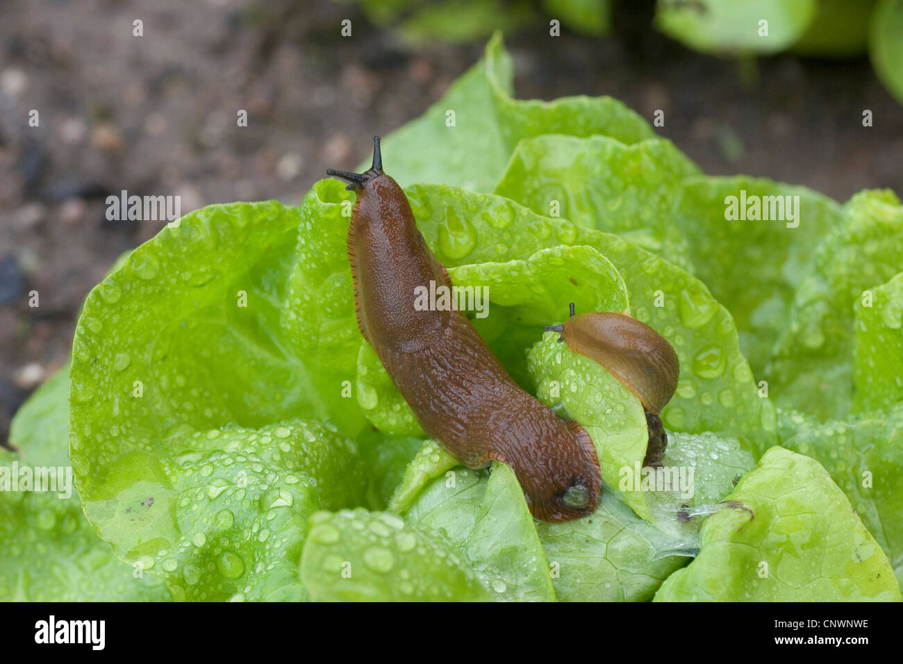 Slugs infestation hi-res stock photography and images - Alamy