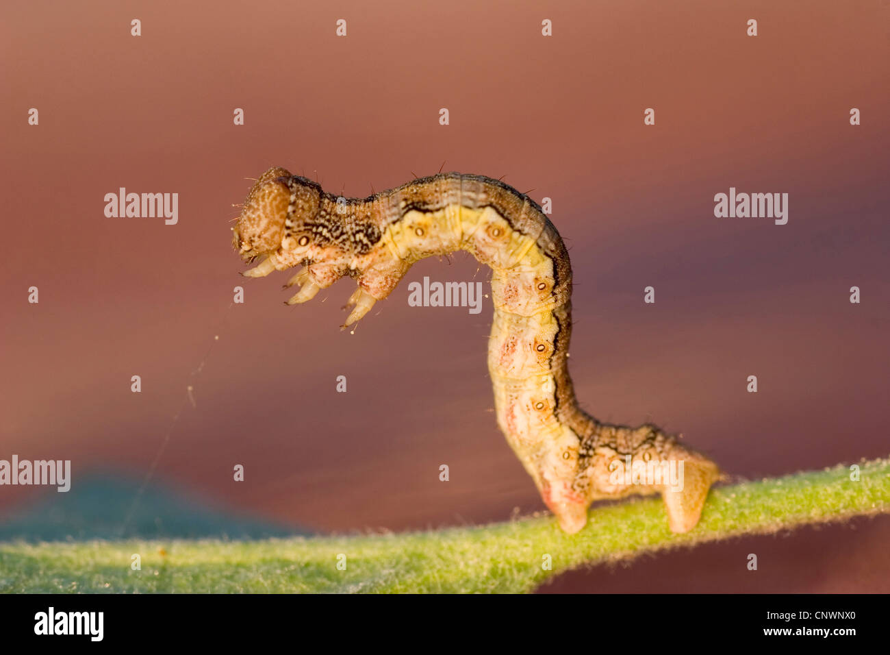 scarce bordered straw moth, Old World bollworm, African bollworm, corn ...