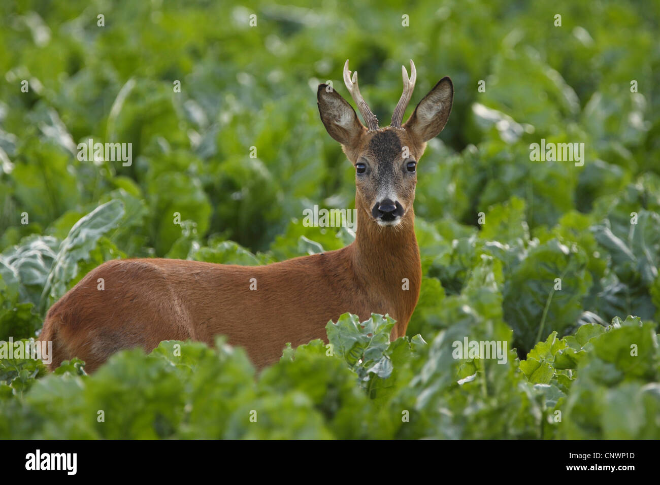 roe deer (Capreolus capreolus), young roe buck in a sugar beet field ...