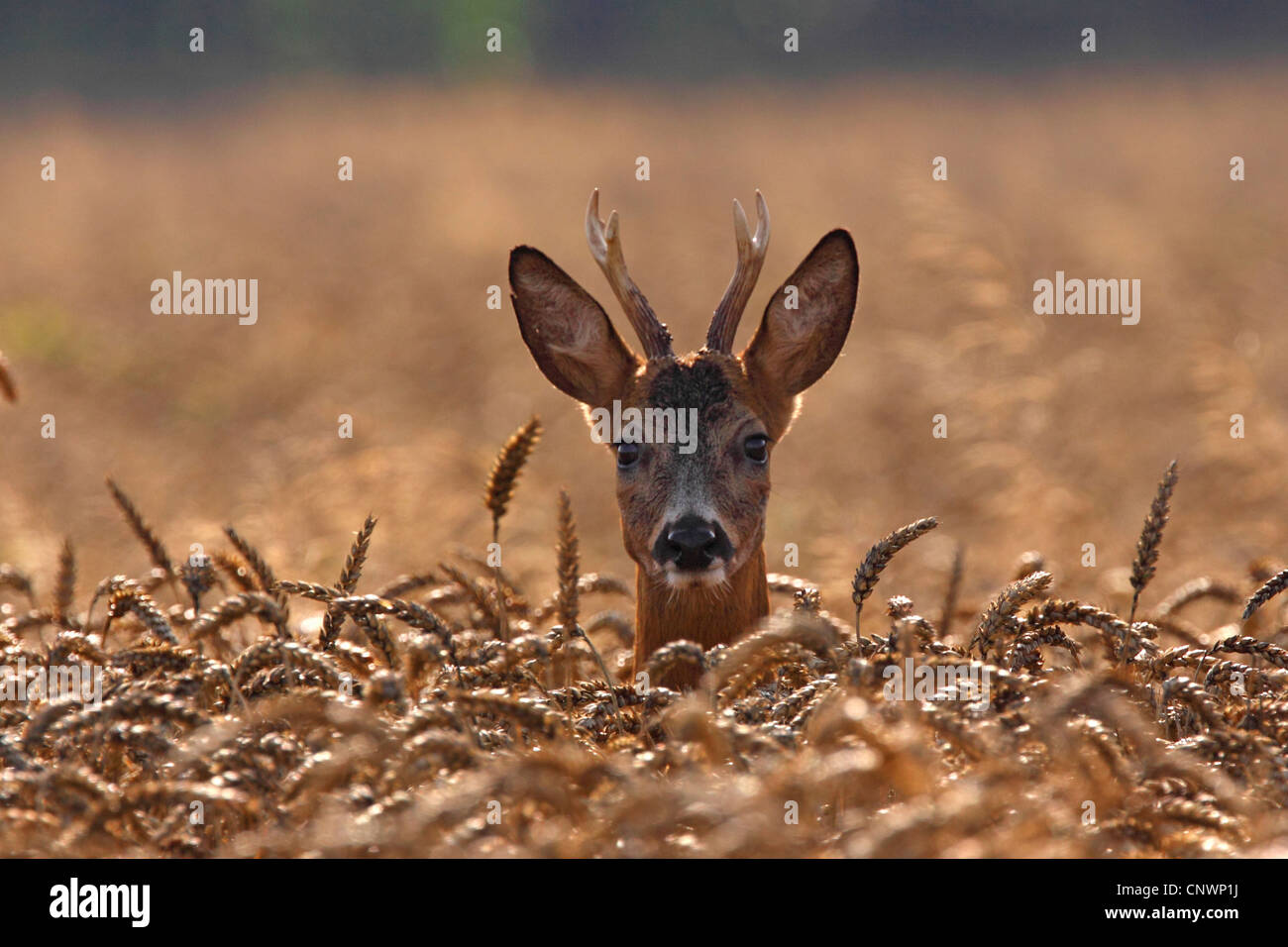 roe deer (Capreolus capreolus), roe buck in a grain field, Germany ...