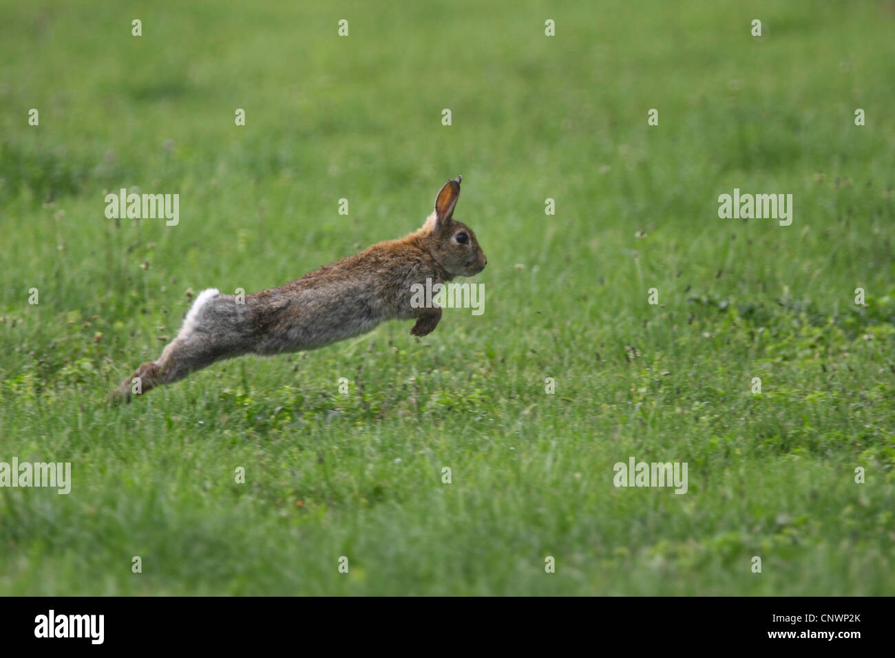 European rabbit (Oryctolagus cuniculus), fleeing, Austria, Burgenland ...