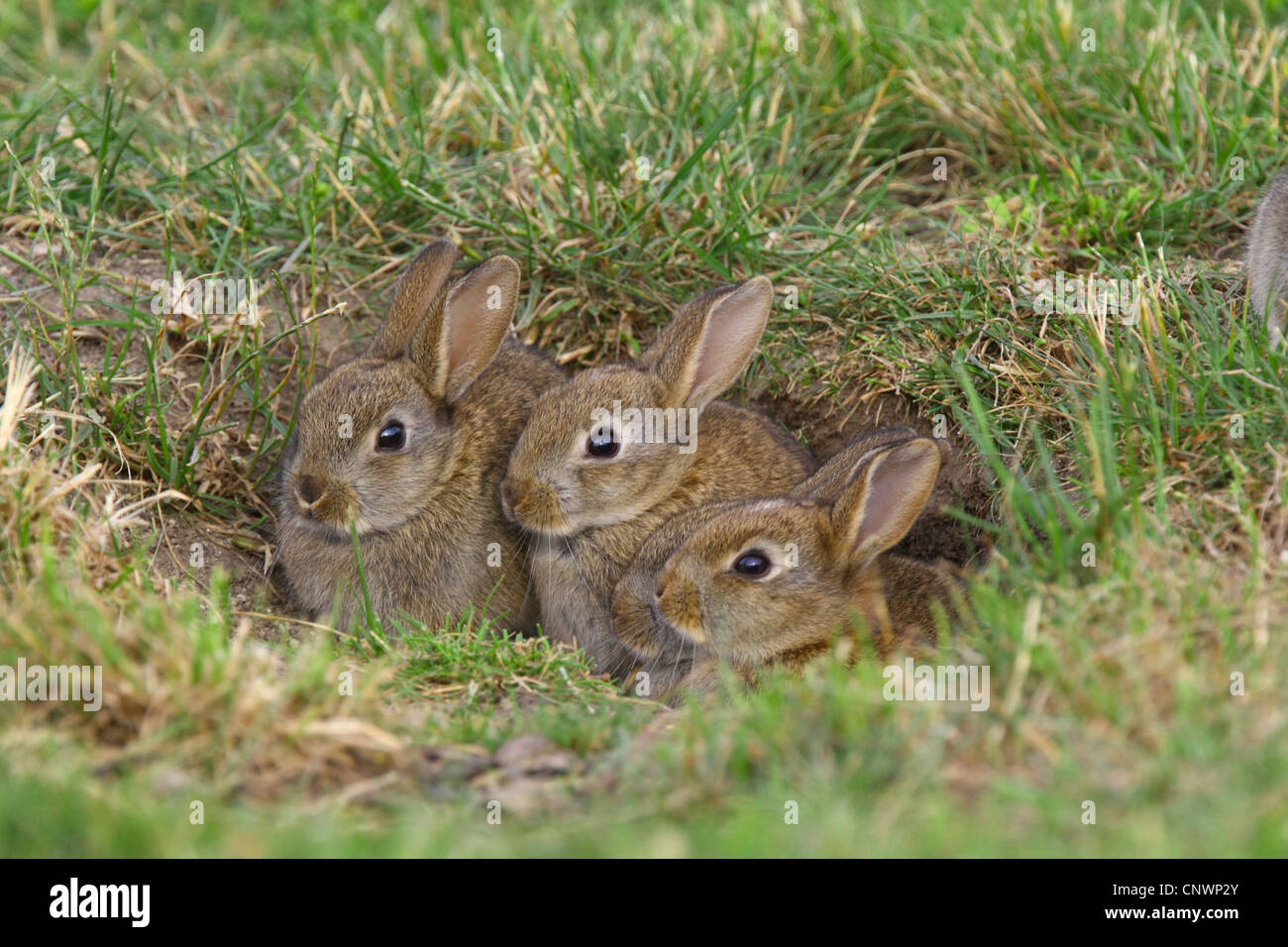 Baby rabbits hi-res stock photography and images - Alamy