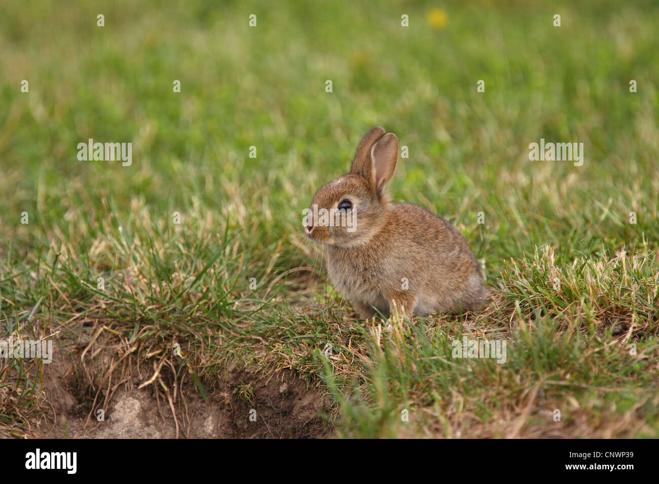 European rabbit (Oryctolagus cuniculus), young rabbit at den, Austria ...