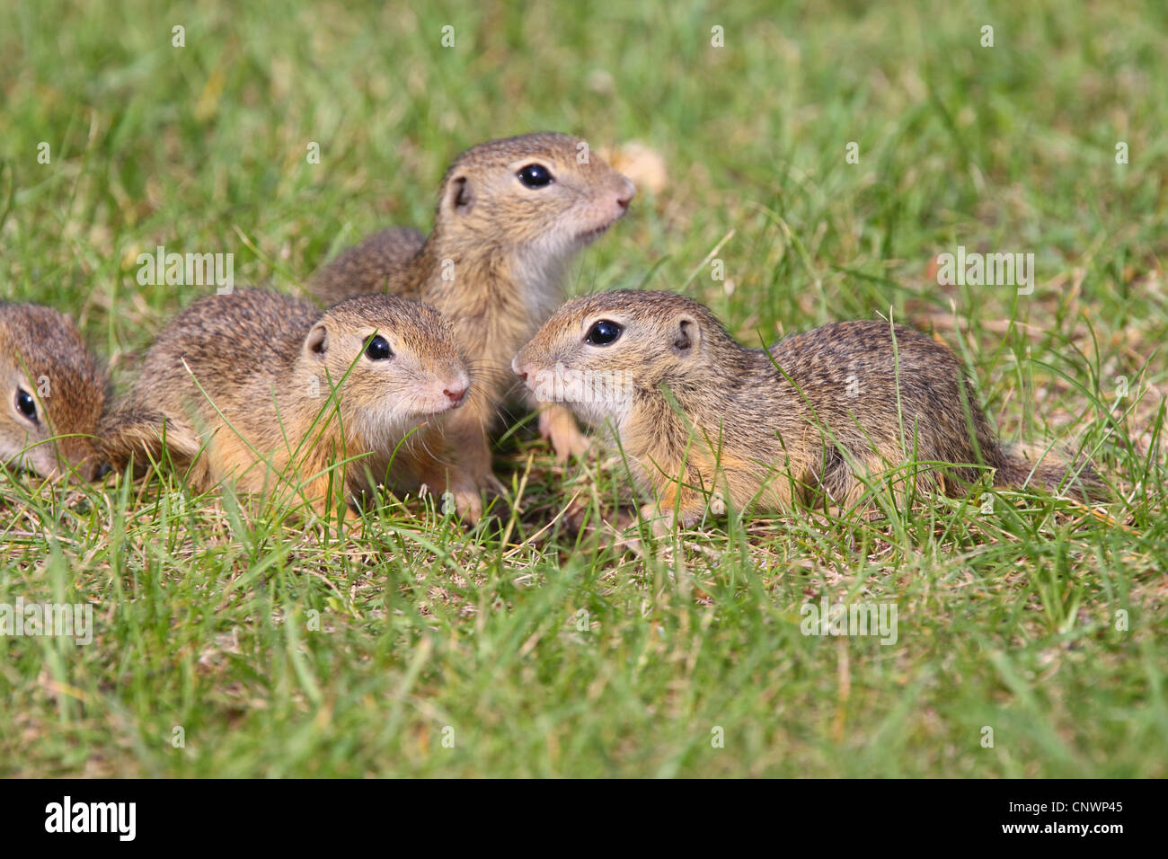 European ground squirrel, European suslik, European souslik (Citellus ...