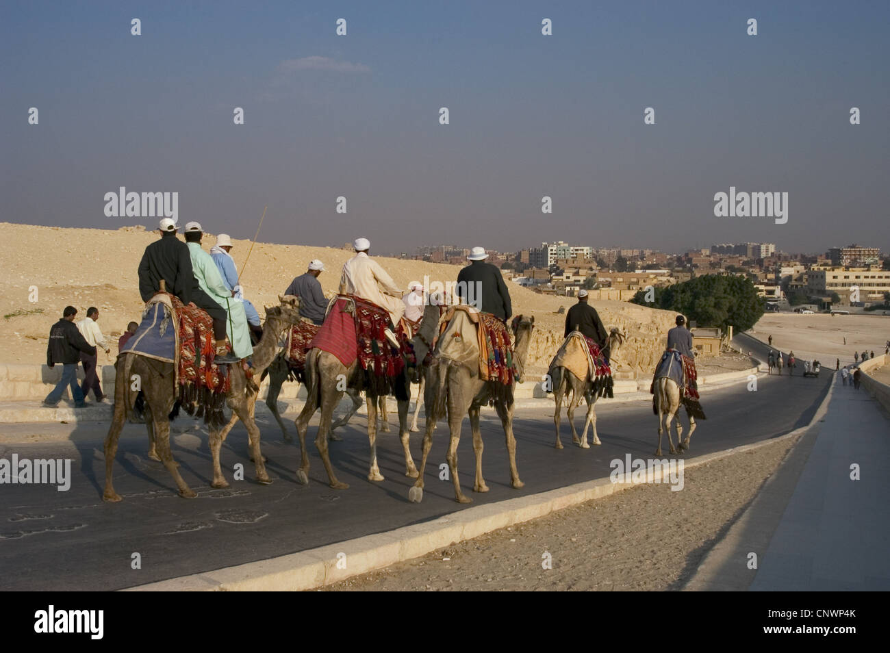 Egyptian on camels on a road near Giza. Egypt Stock Photo - Alamy