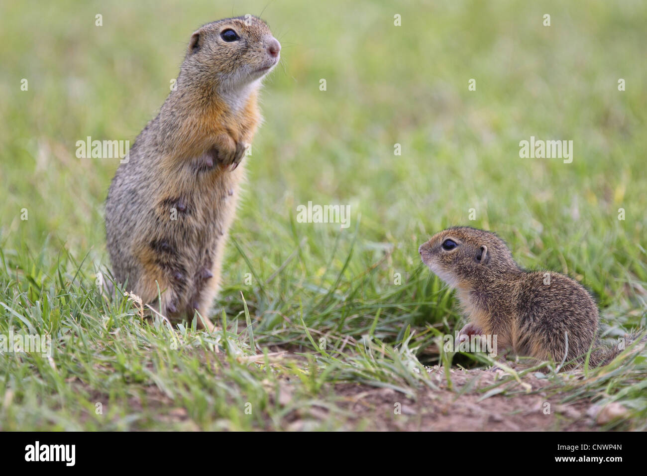 European ground squirrel, European suslik, European souslik (Citellus ...