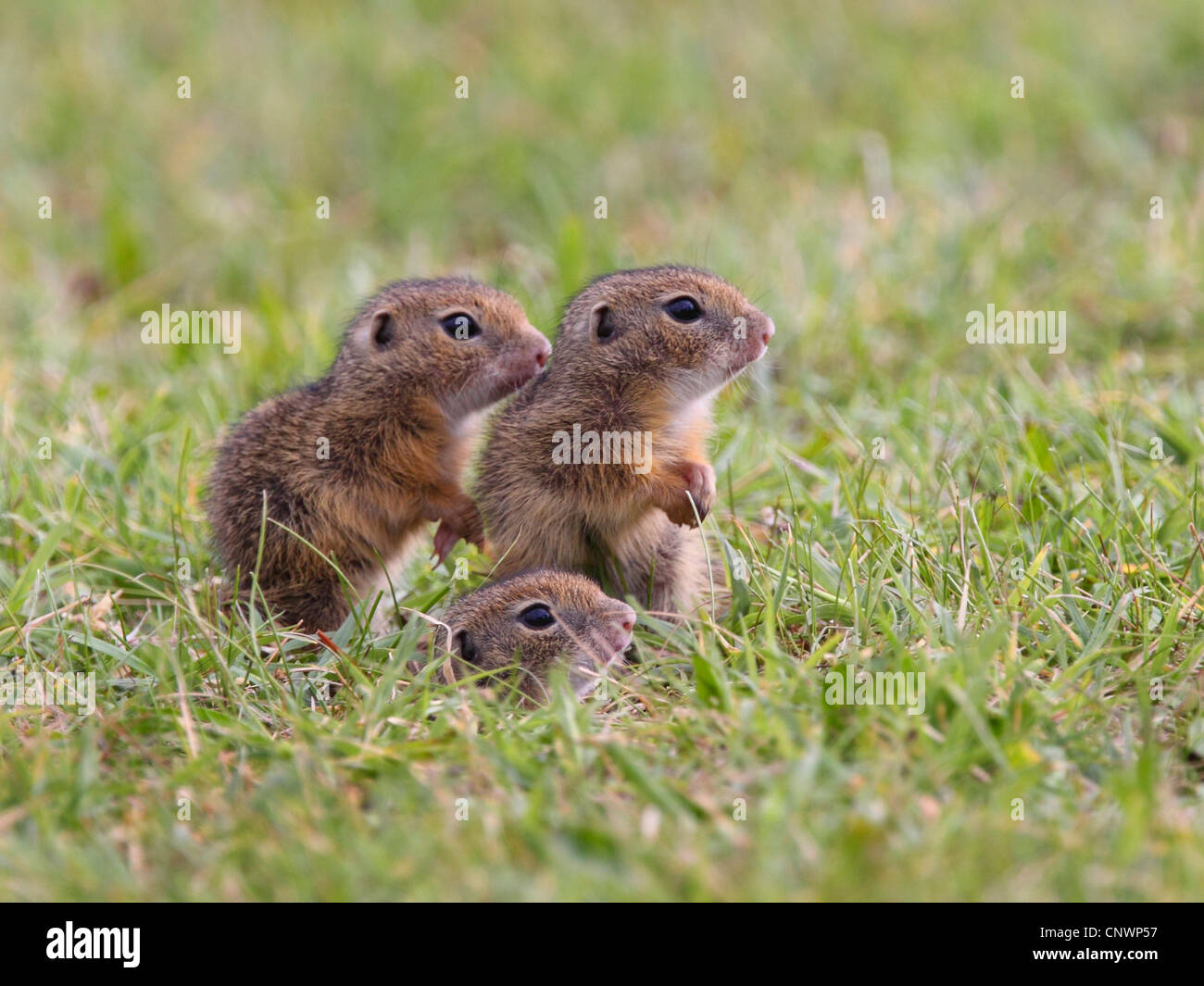 European suslik spermophilus citellus stands in a meadow hi-res stock ...