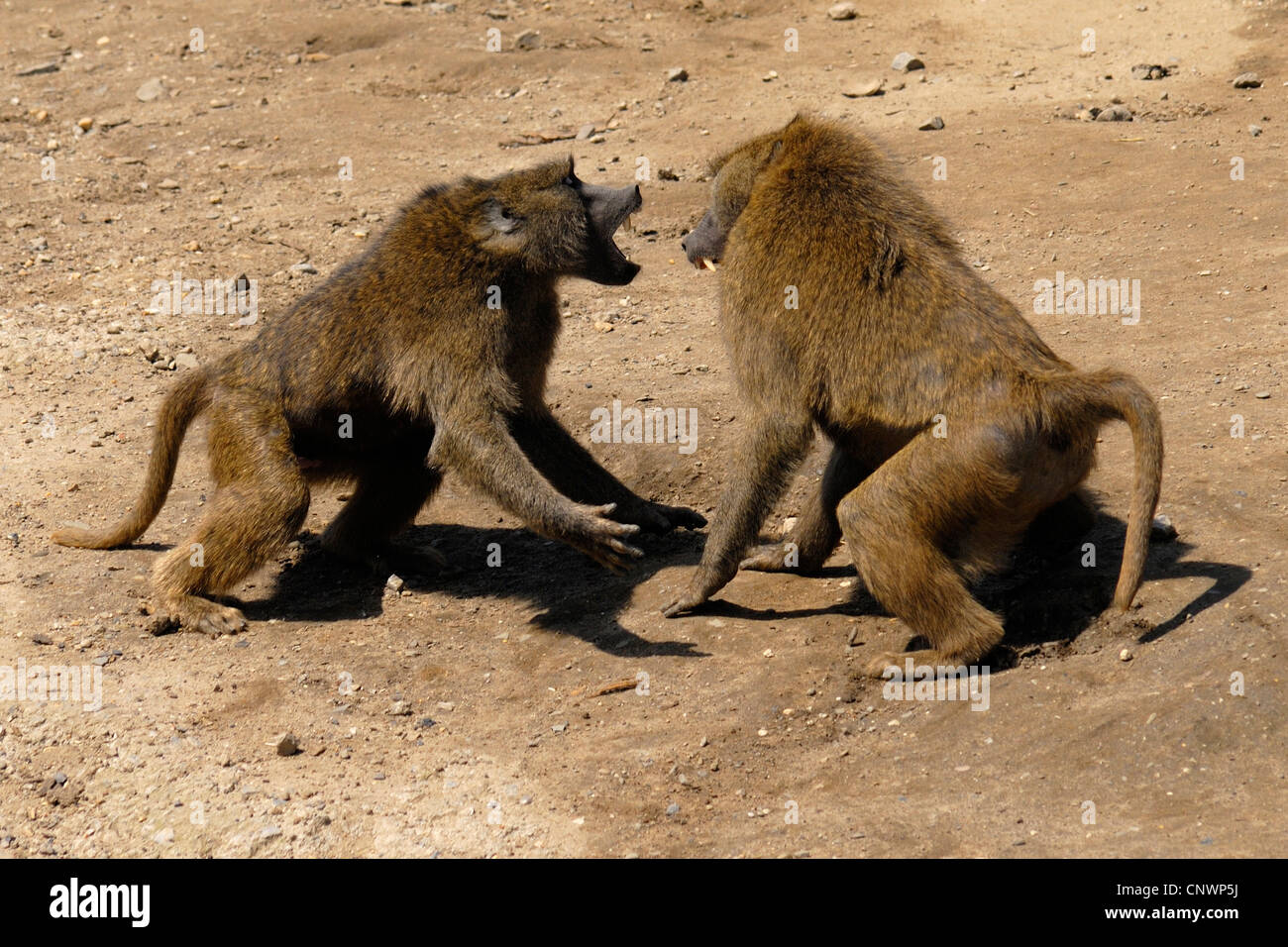 yellow baboon, savannah baboon, anubius baboon, olive baboon (Papio ...