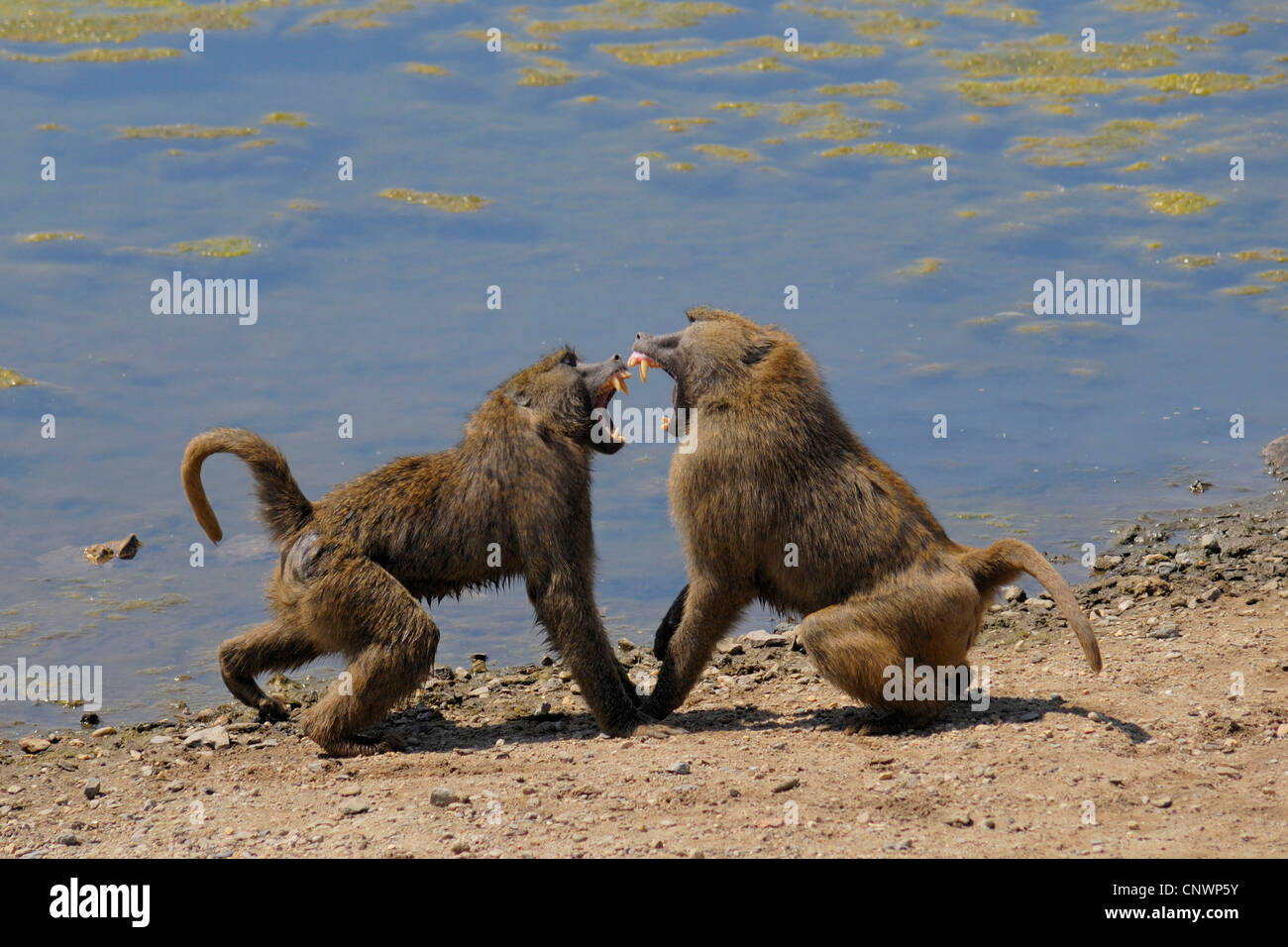 Animals arguing hi-res stock photography and images - Alamy