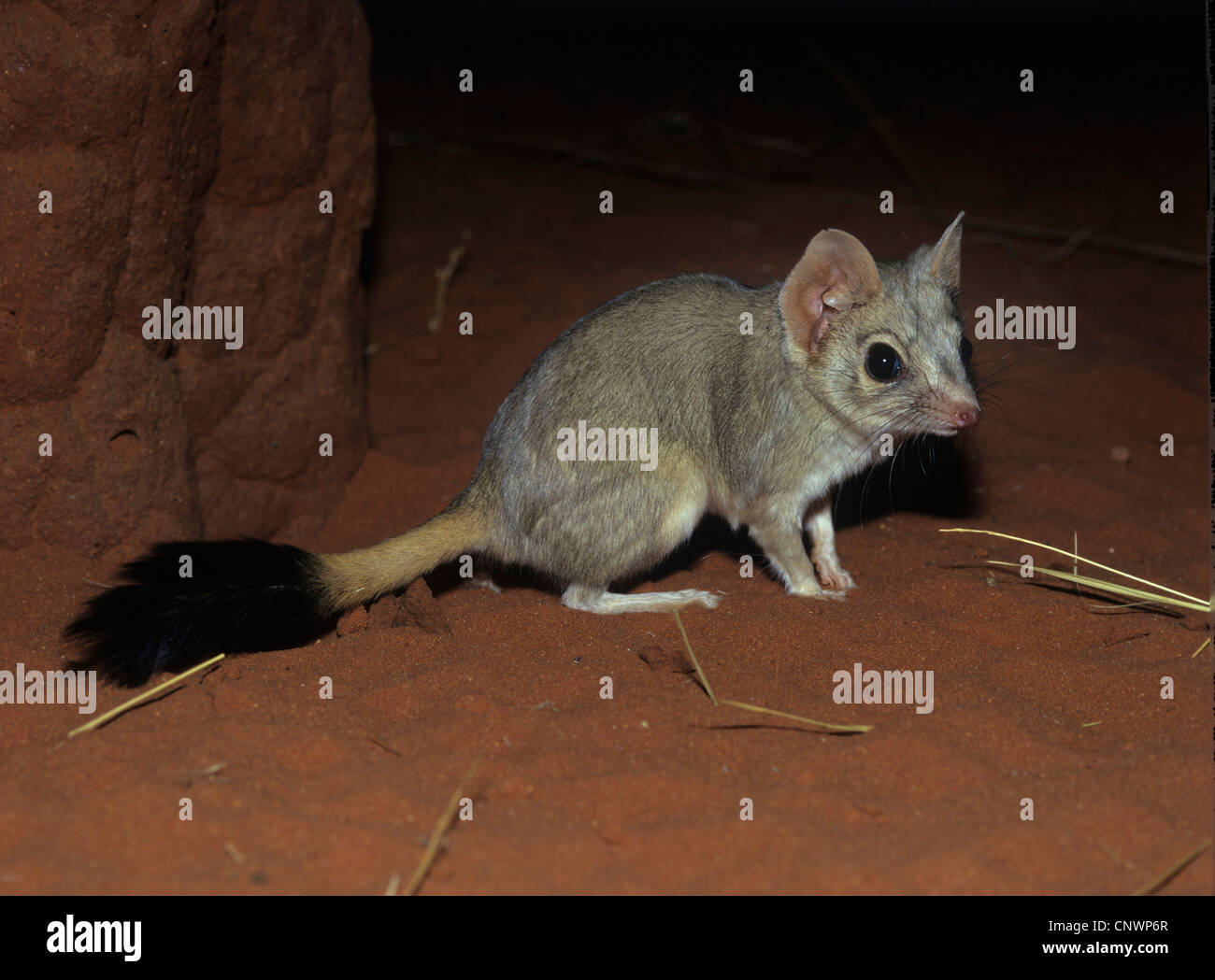Pouched mouse hi-res stock photography and images - Alamy