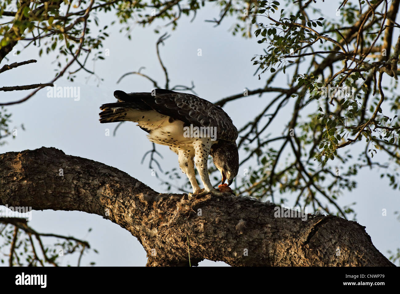 African hawk eagle hi-res stock photography and images - Alamy