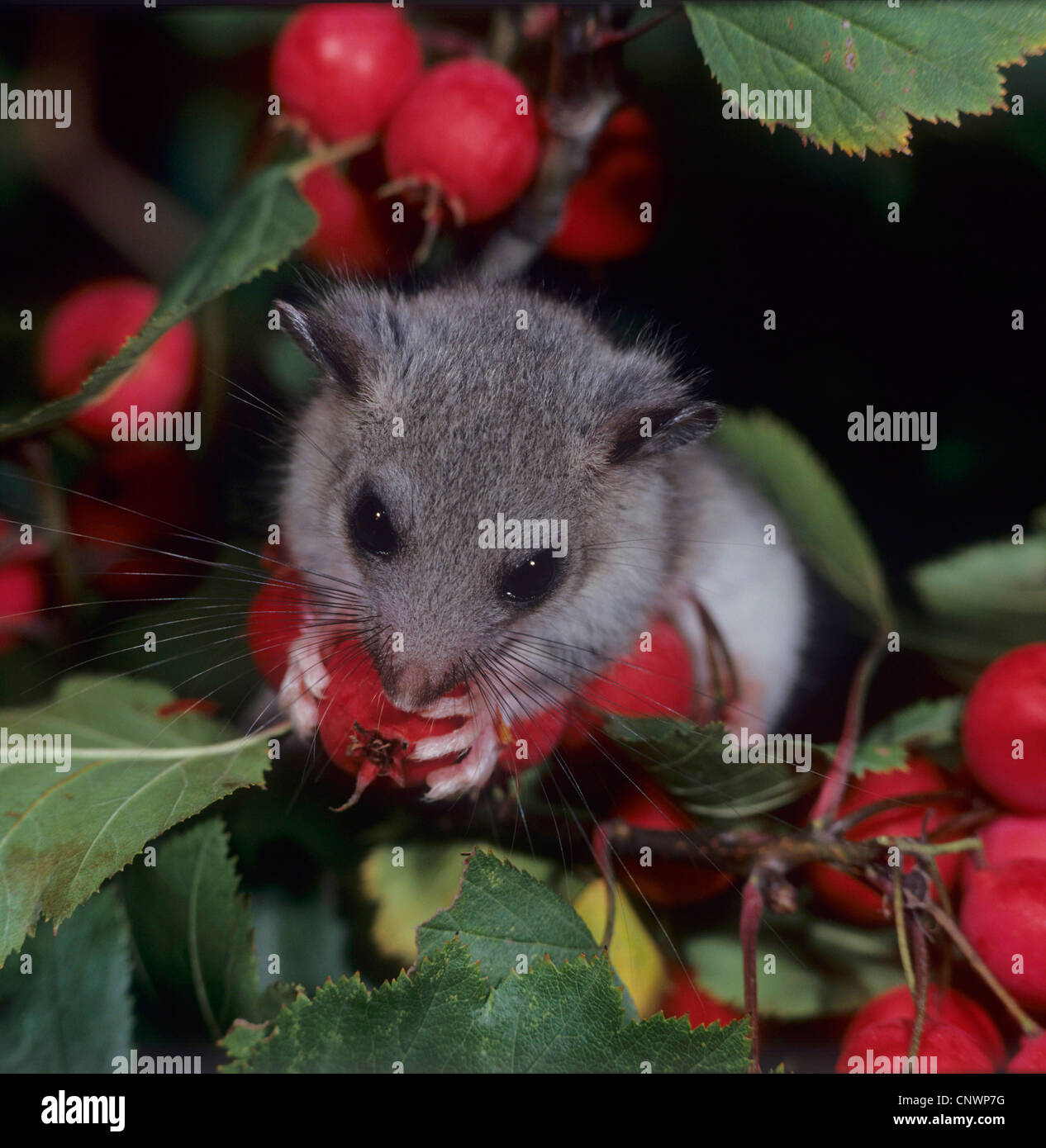 edible dormouse, edible commoner dormouse, fat dormouse, squirrel ...