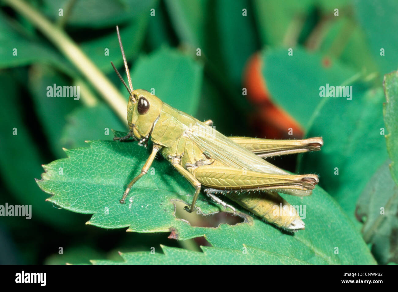 common green grasshopper (Omocestus viridulus), sitting on a leaf Stock ...