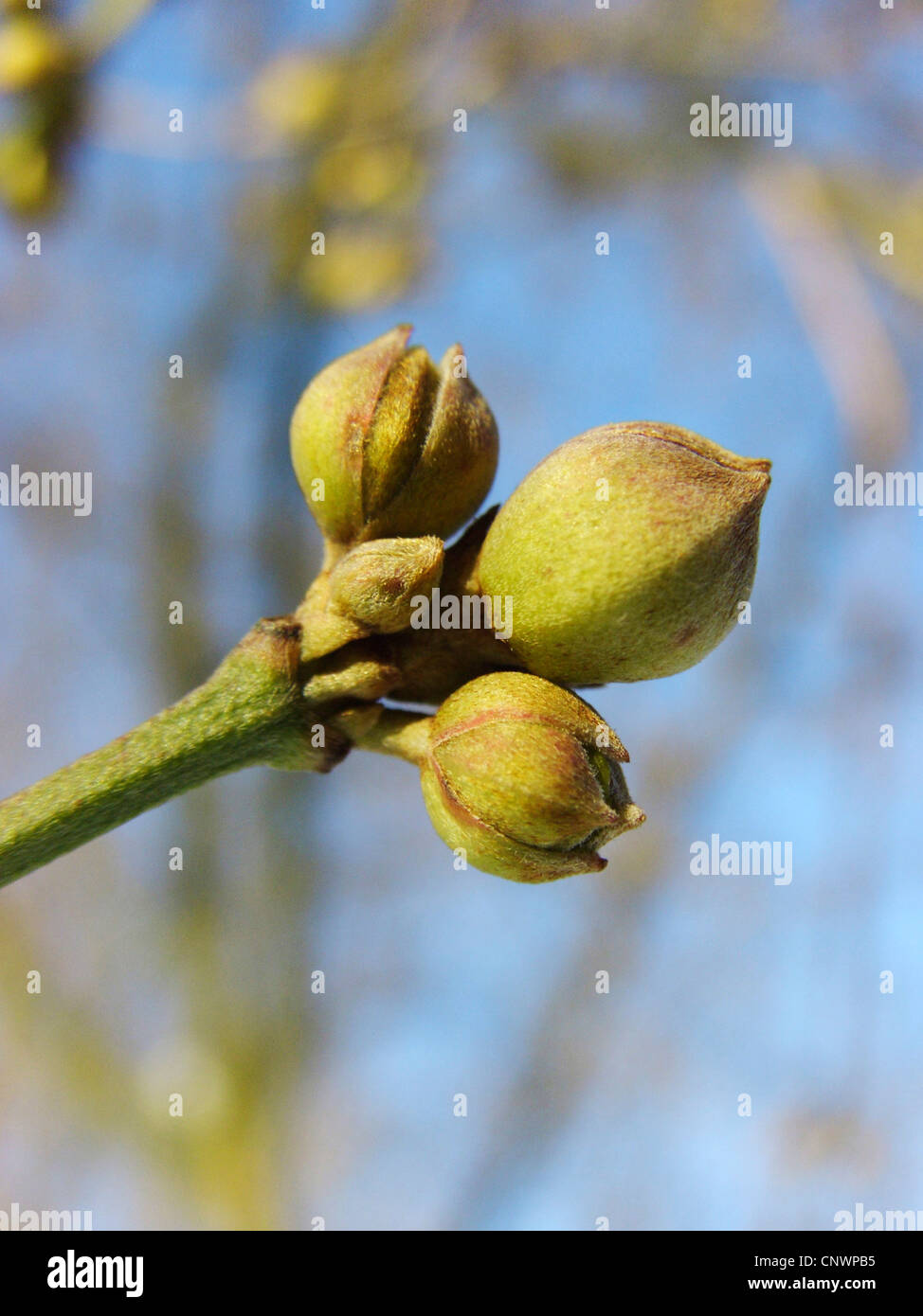 Dogwood flower buds hi-res stock photography and images - Alamy