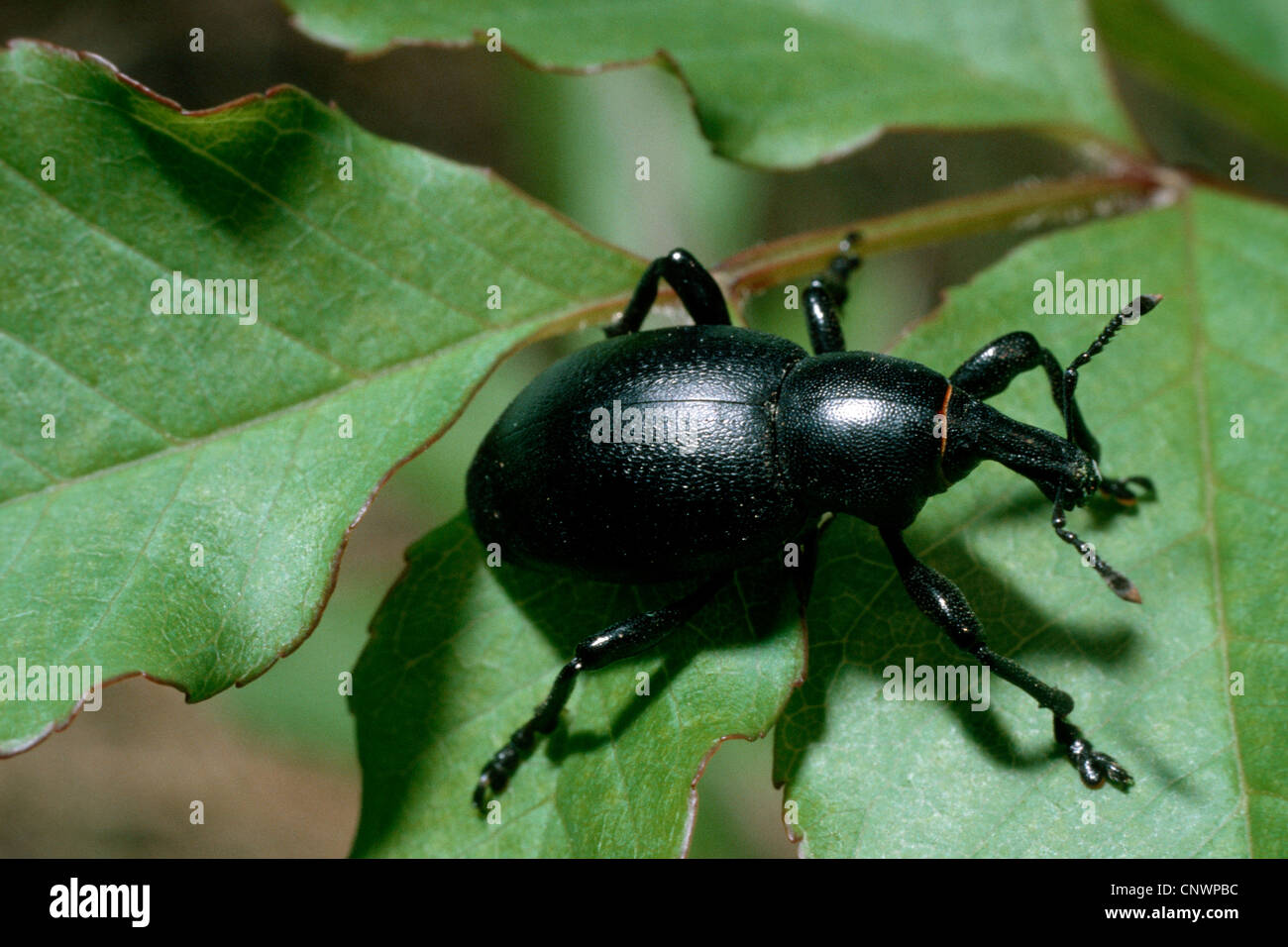 Snout beetles, Snout weevils (Otiorhynchus morio.), sitting on a leaf ...