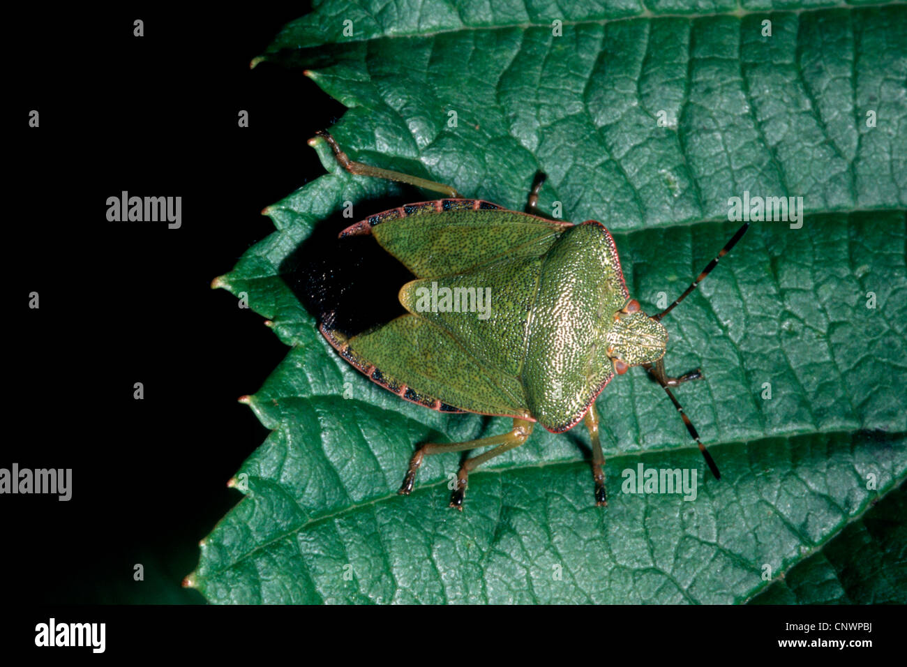 green shield bug, common green shield bug (Palomena prasina), sitting ...