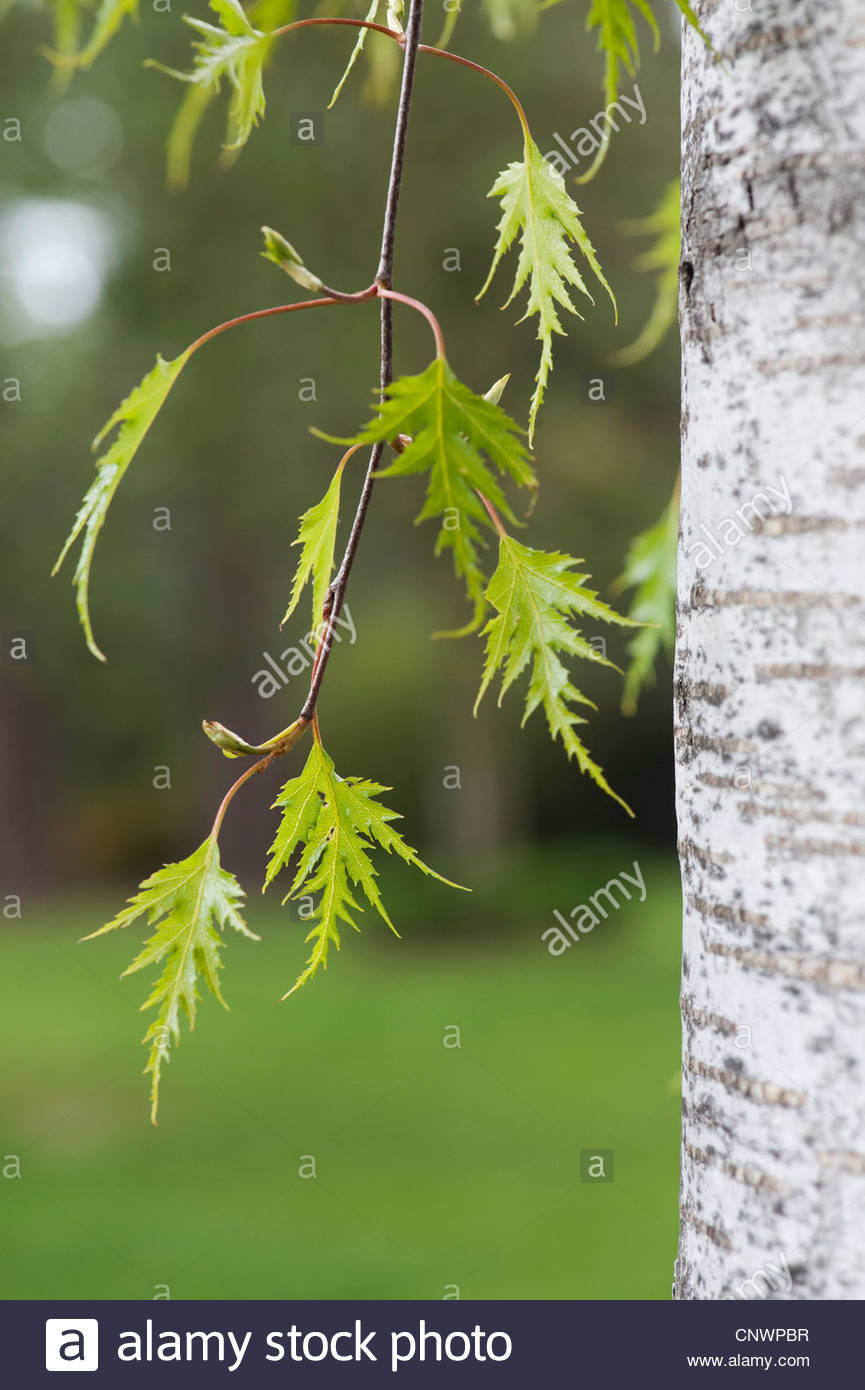 Silver Birch Wood Stock Photos & Silver Birch Wood Stock Images - Alamy