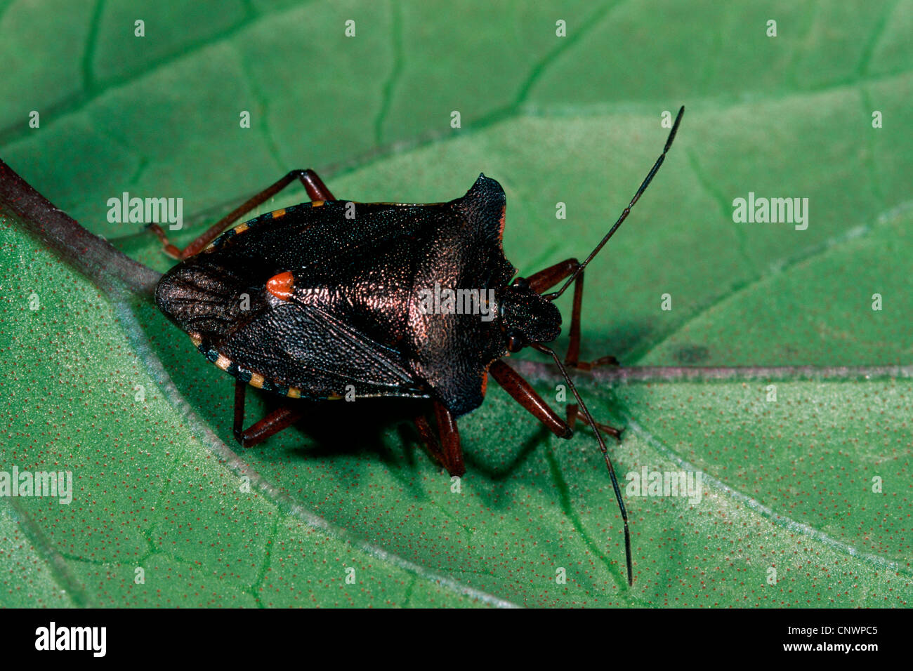 forest bug (Pentatoma rufipes), sitting on a leaf, Germany Stock Photo ...