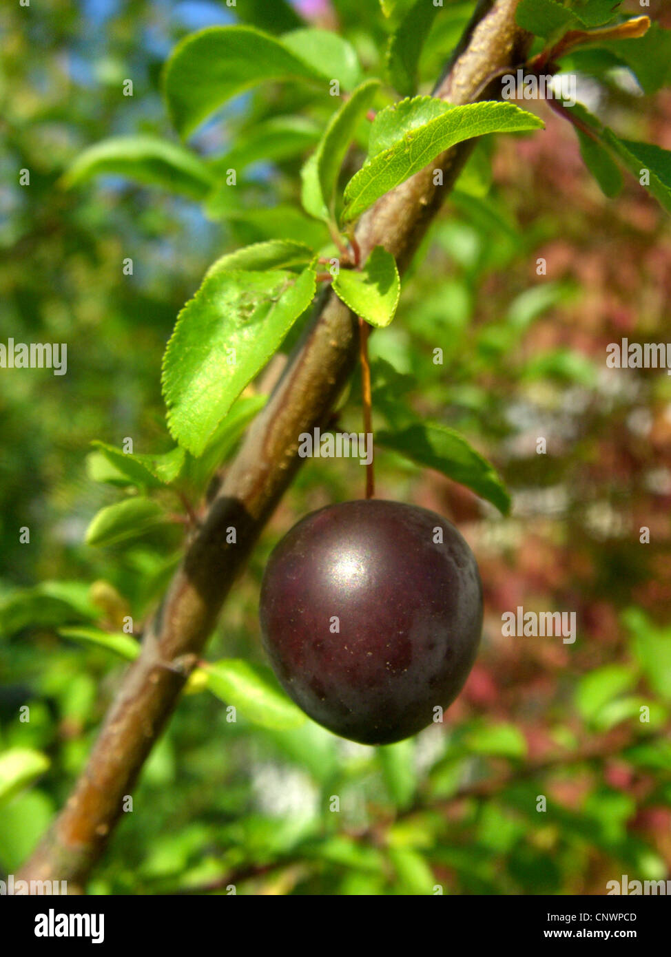 Plums prunus insititia hi-res stock photography and images - Alamy