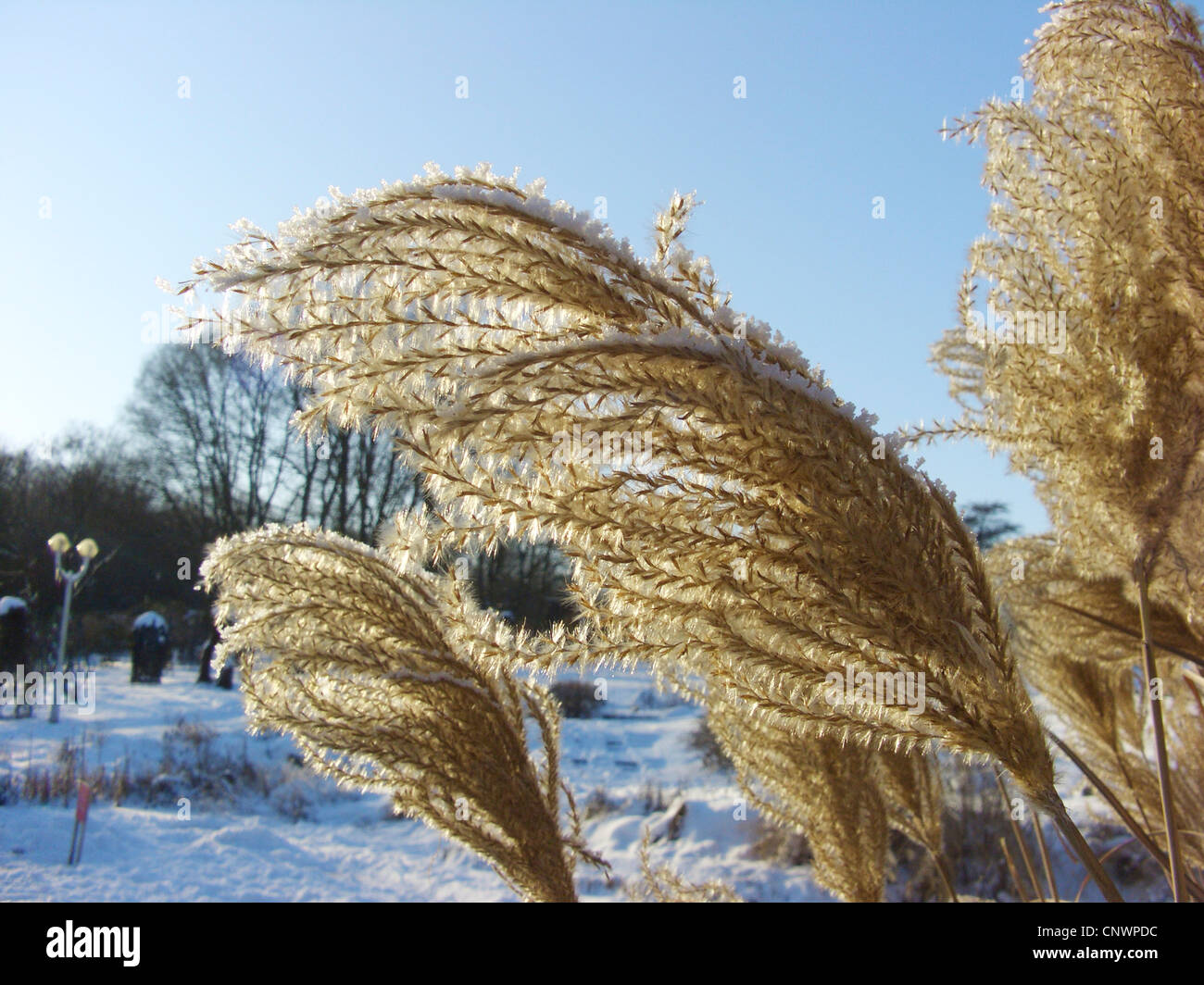 Ornamental grasses in winter hi-res stock photography and images - Alamy