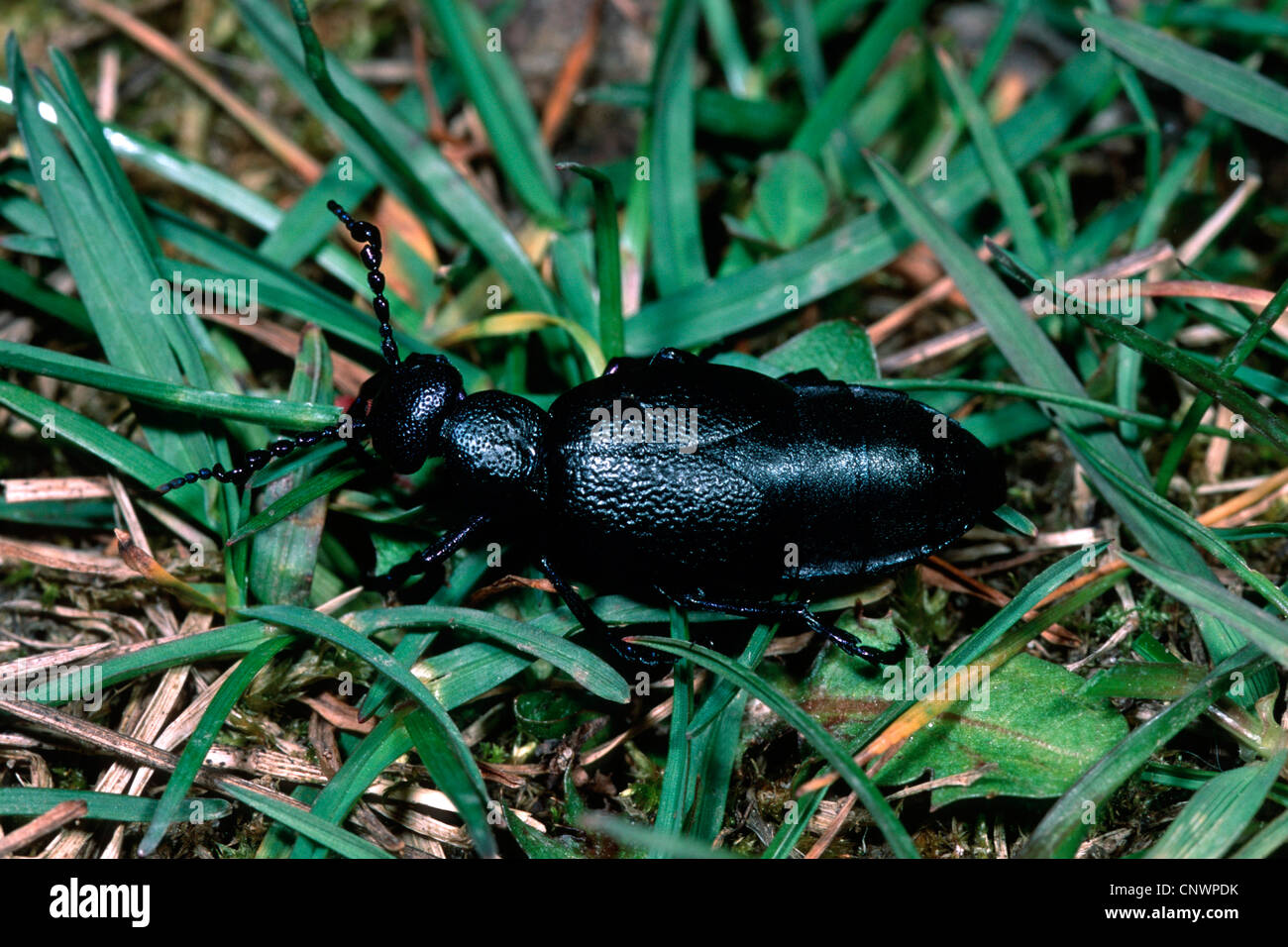 Oil Beetle And Grass High Resolution Stock Photography and Images - Alamy